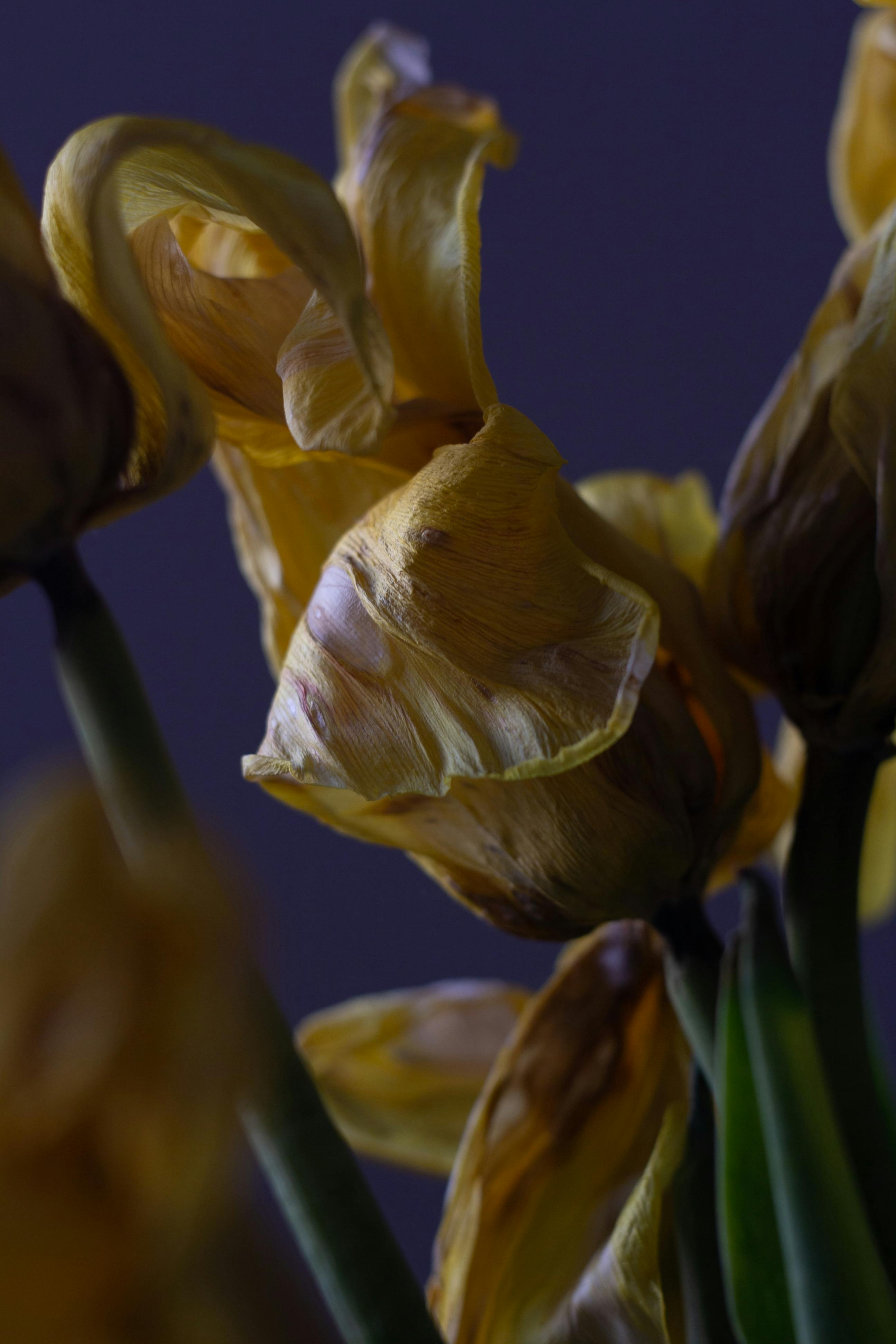 Photo of Wilted Flower Petals · Free Stock Photo