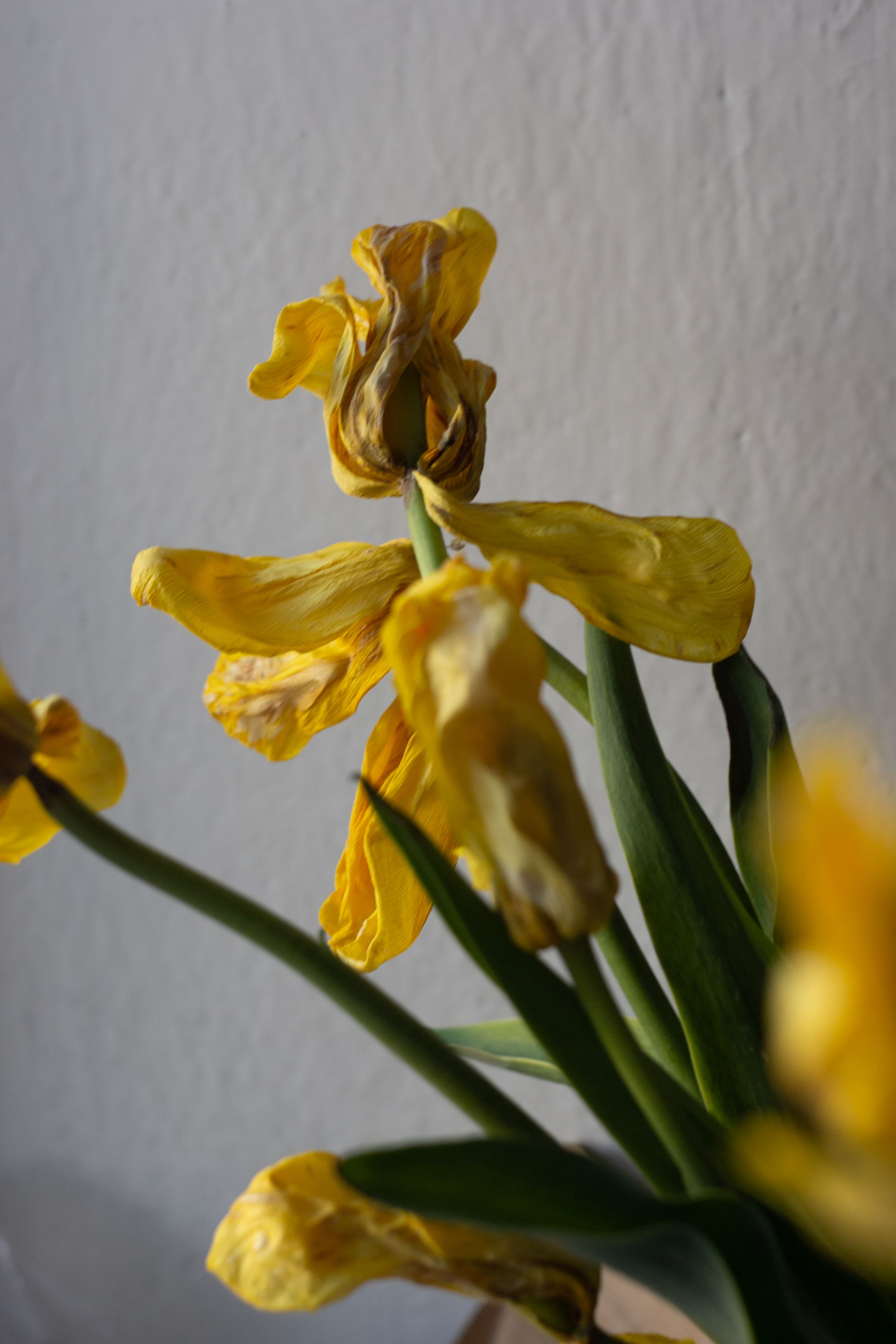 Close-up Photo of Wilting Yellow Flowers · Free Stock Photo