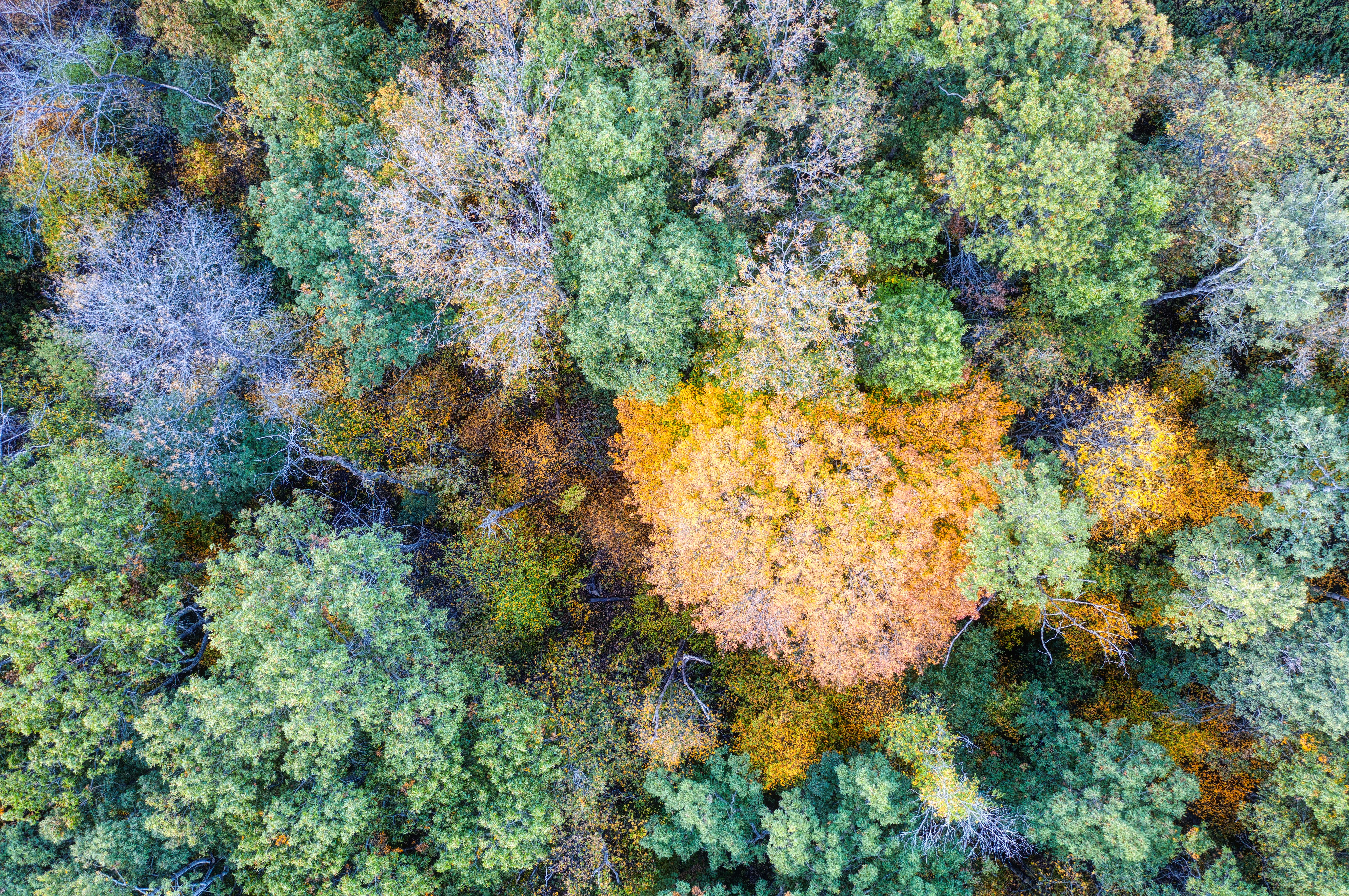 Aerial Photography of Trees · Free Stock Photo