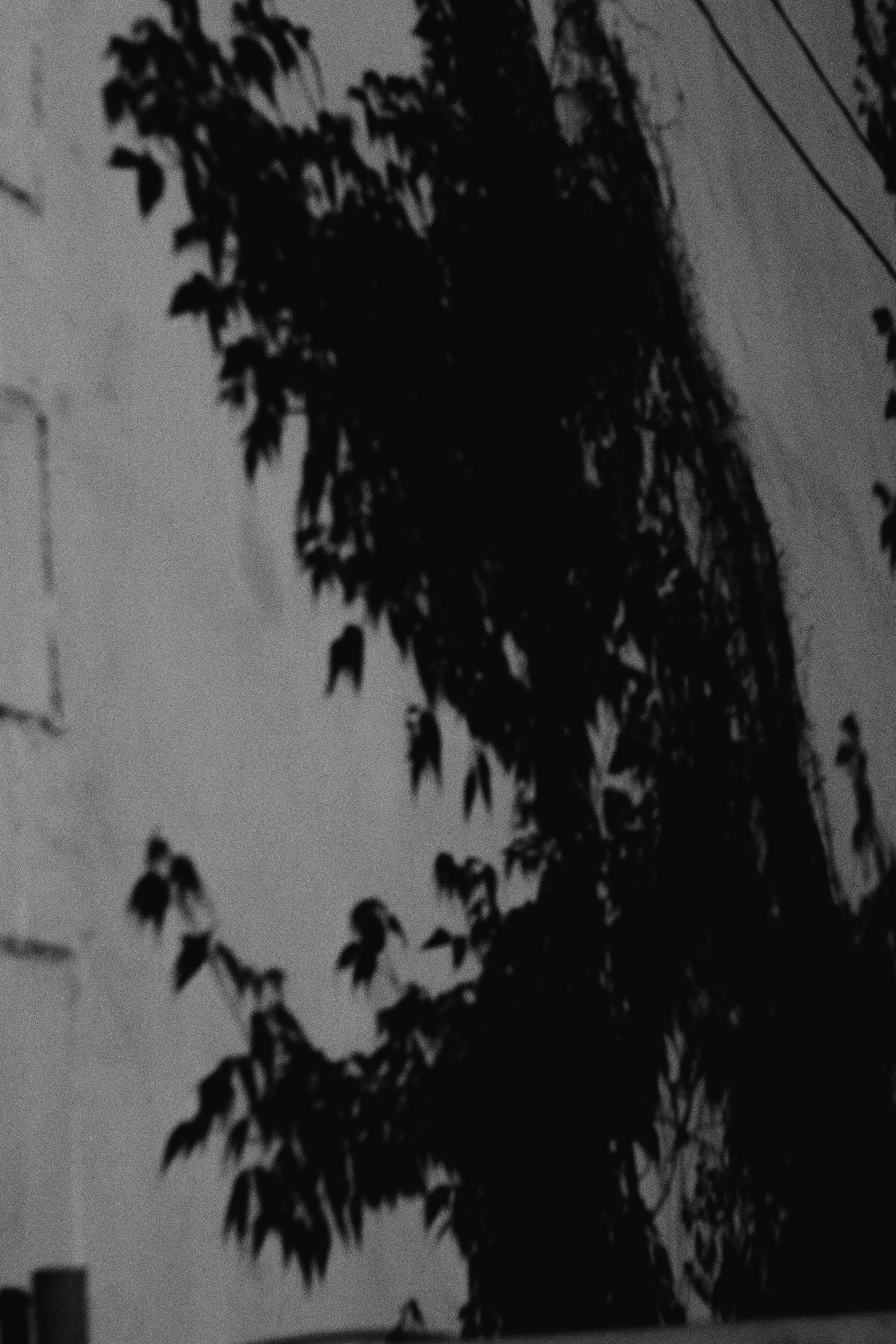 Shadow of the Tree · Free Stock Photo