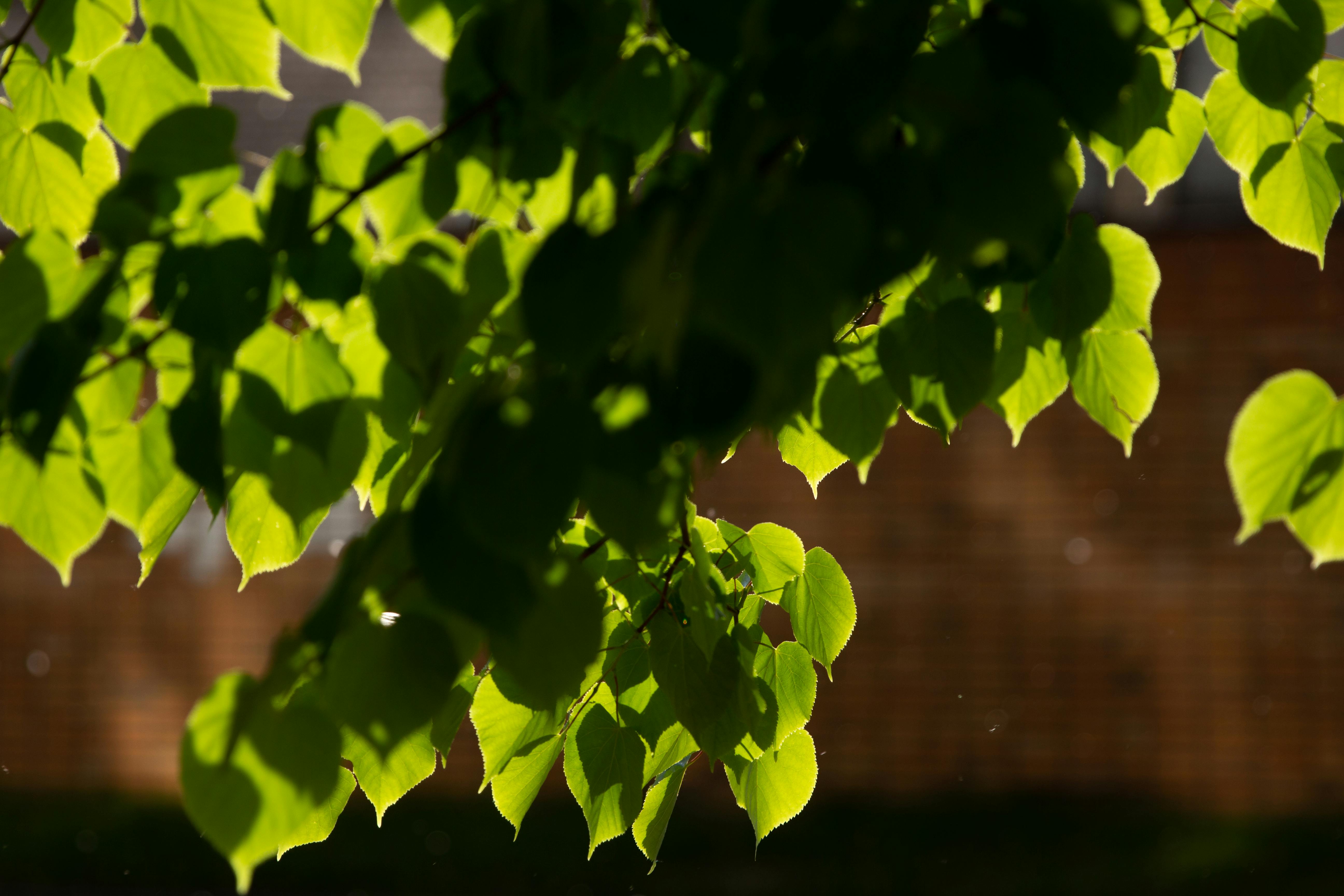 Red Clone Leaves · Free Stock Photo