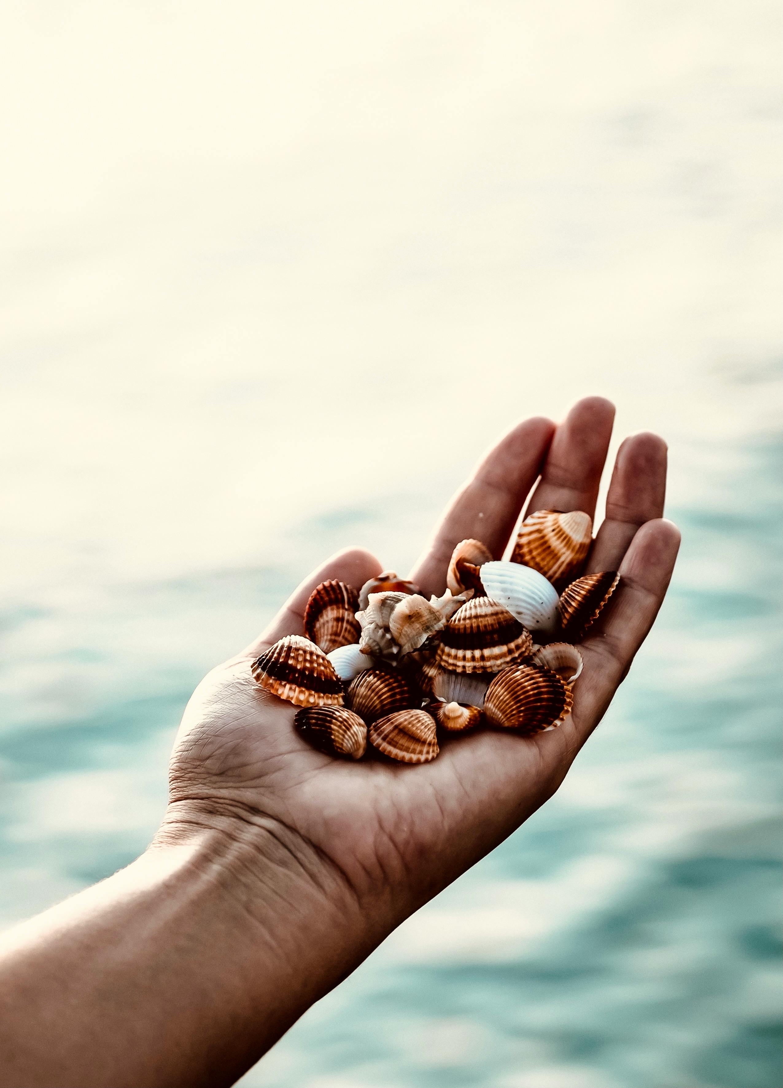 Close up on Shells in Human Hand · Free Stock Photo