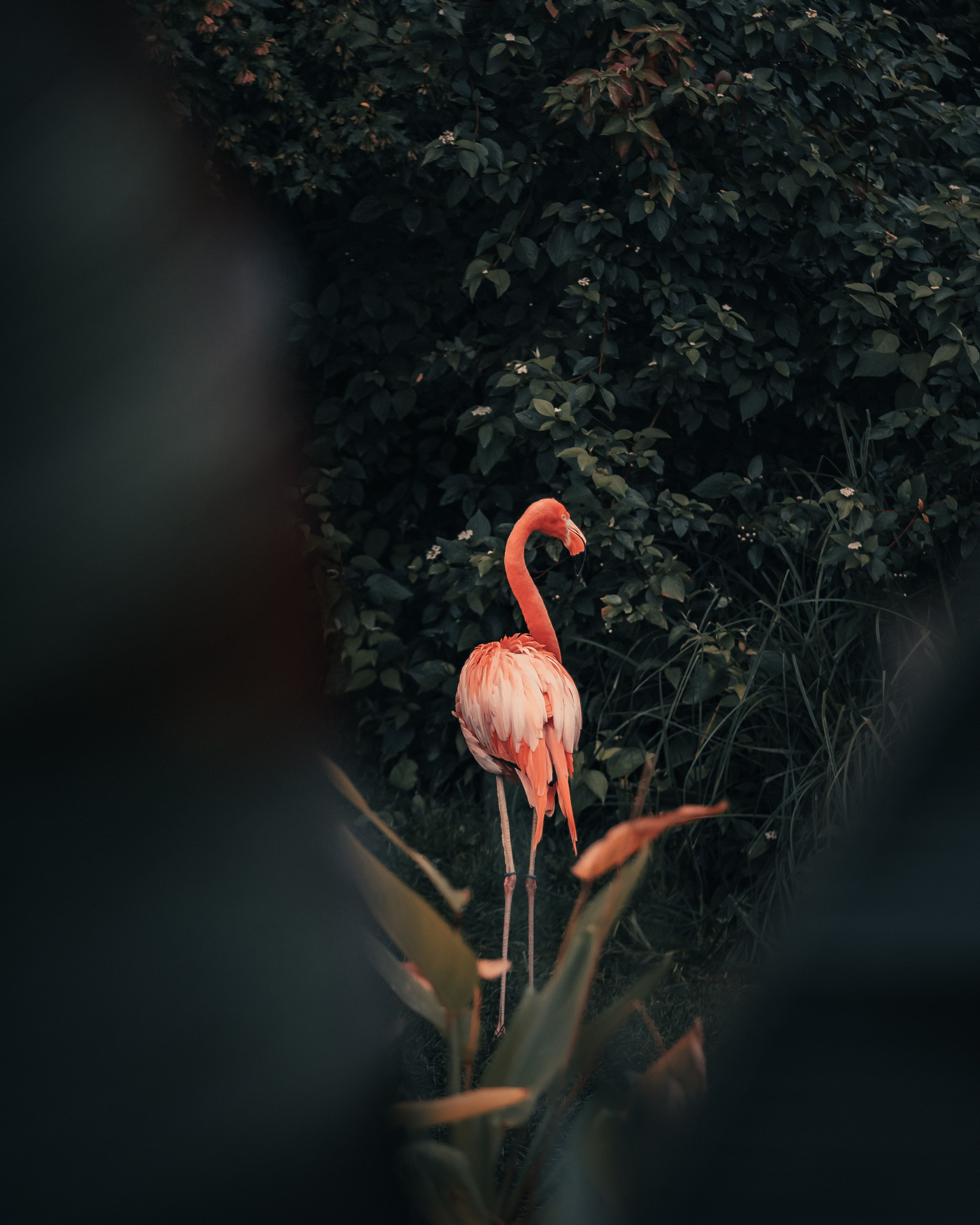 Flamingo · Free Stock Photo