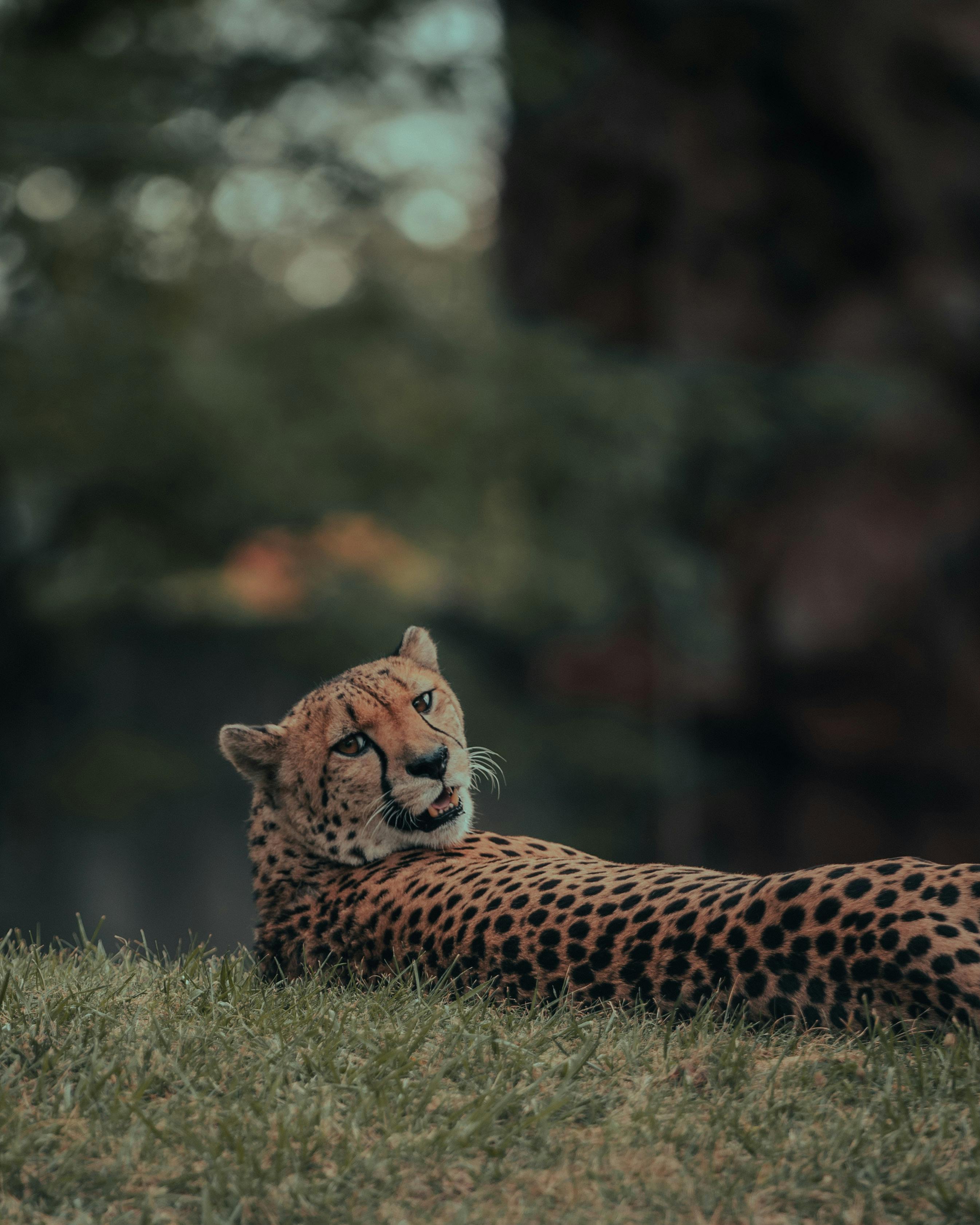 Cheetah Skin Photos, Download The BEST Free Cheetah Skin Stock Photos ...