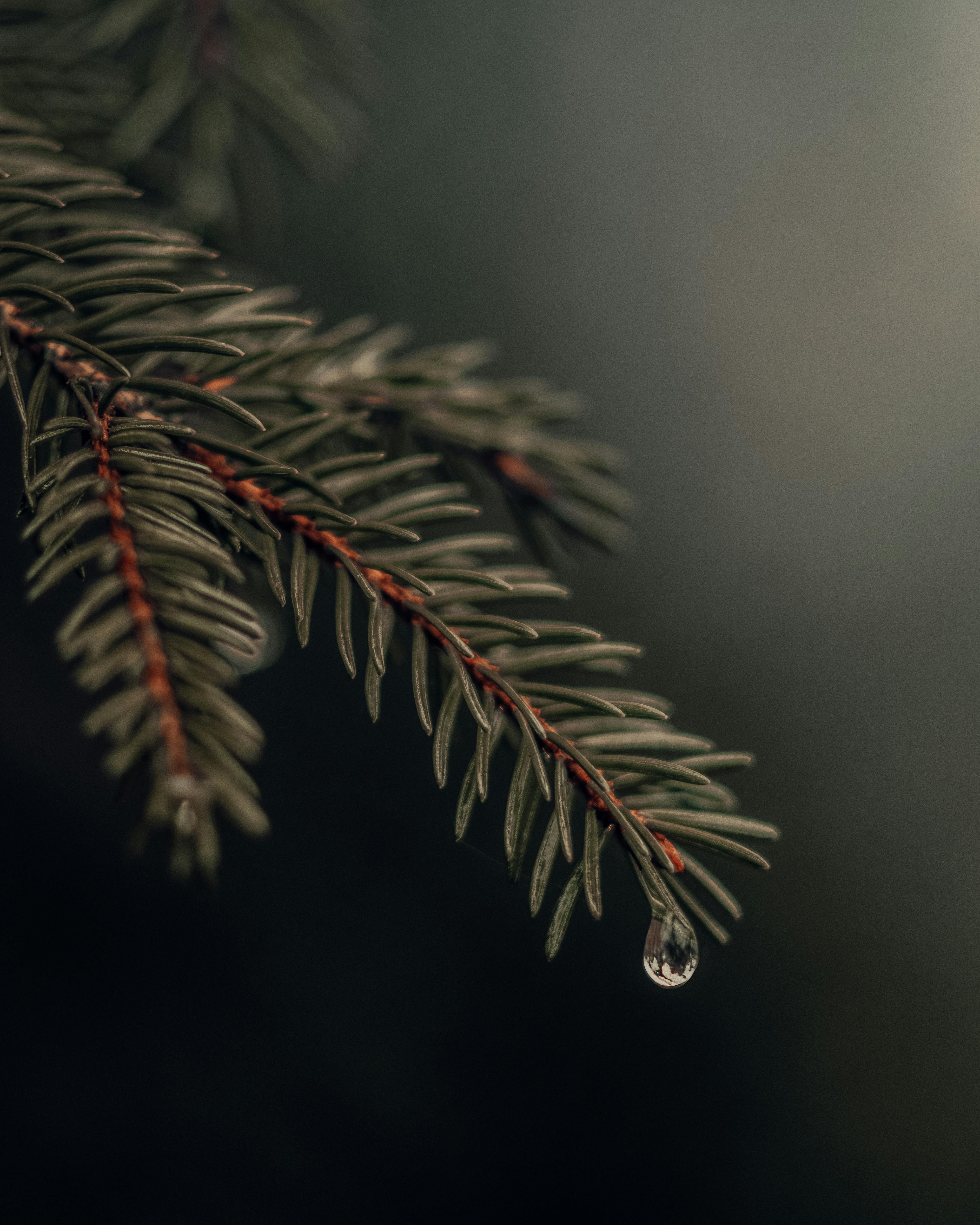 Selective Photo of Green Leaf Tree · Free Stock Photo