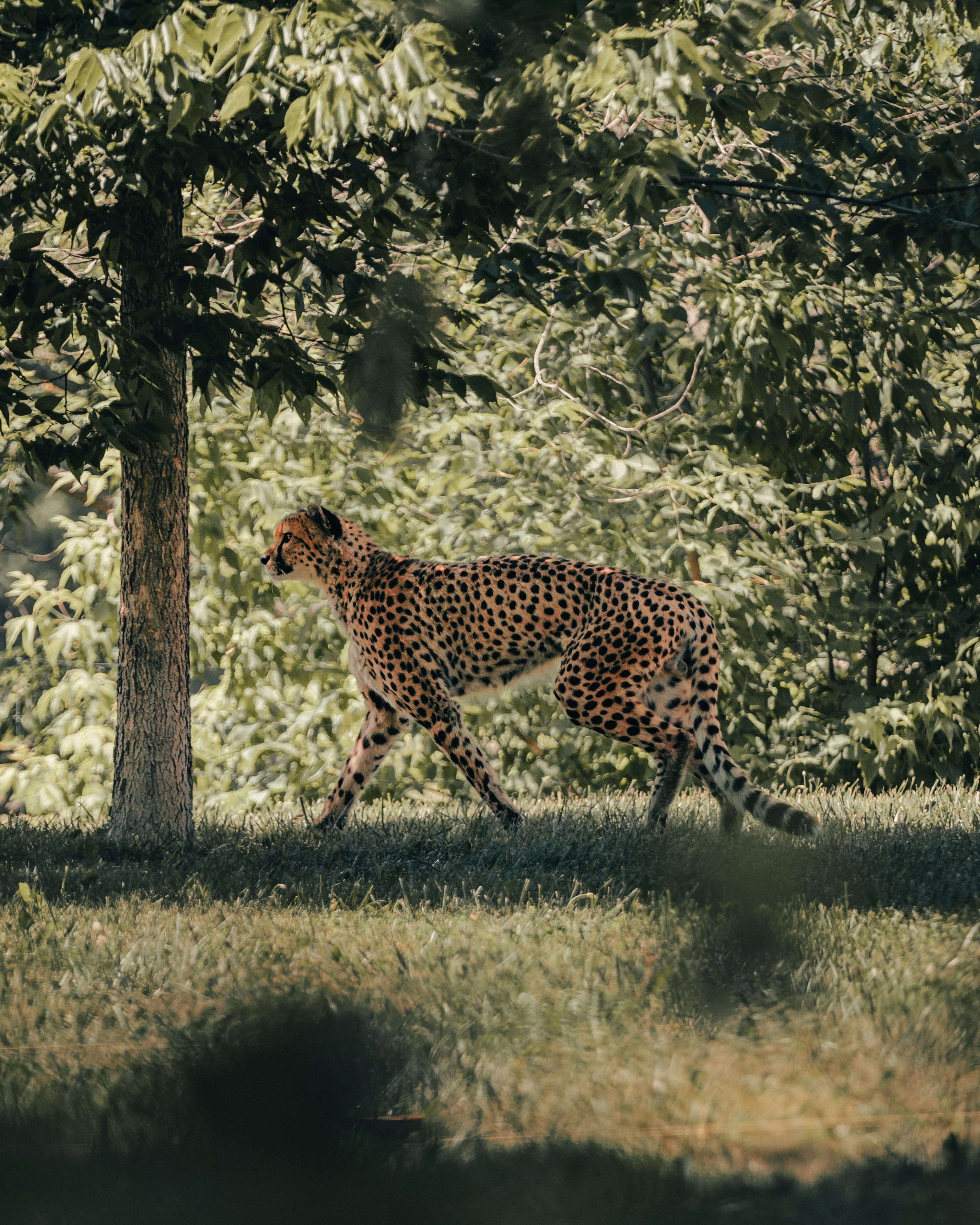 Leopard Under a Tree · Free Stock Photo