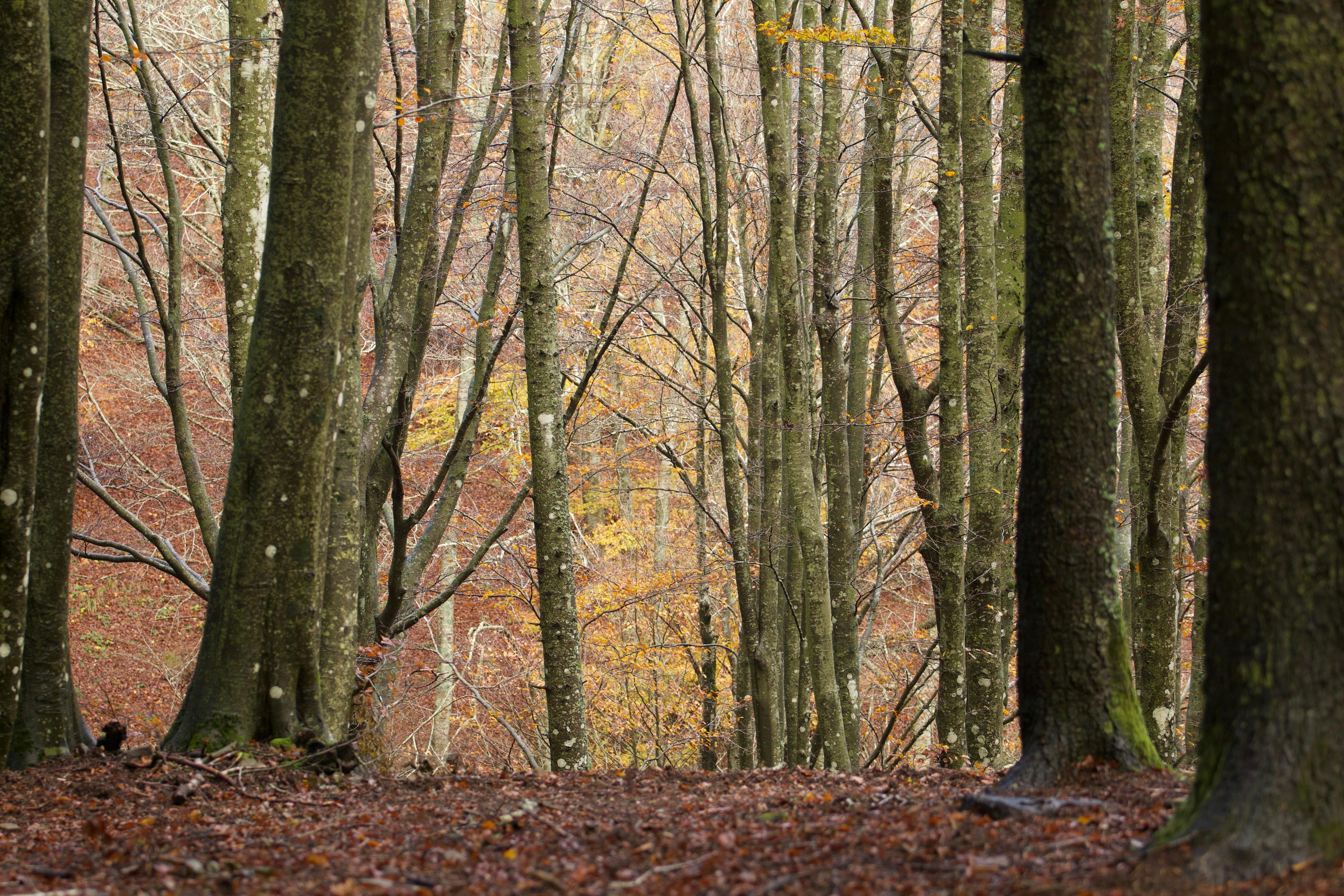Brown Leaves on the Ground of a Forest · Free Stock Photo