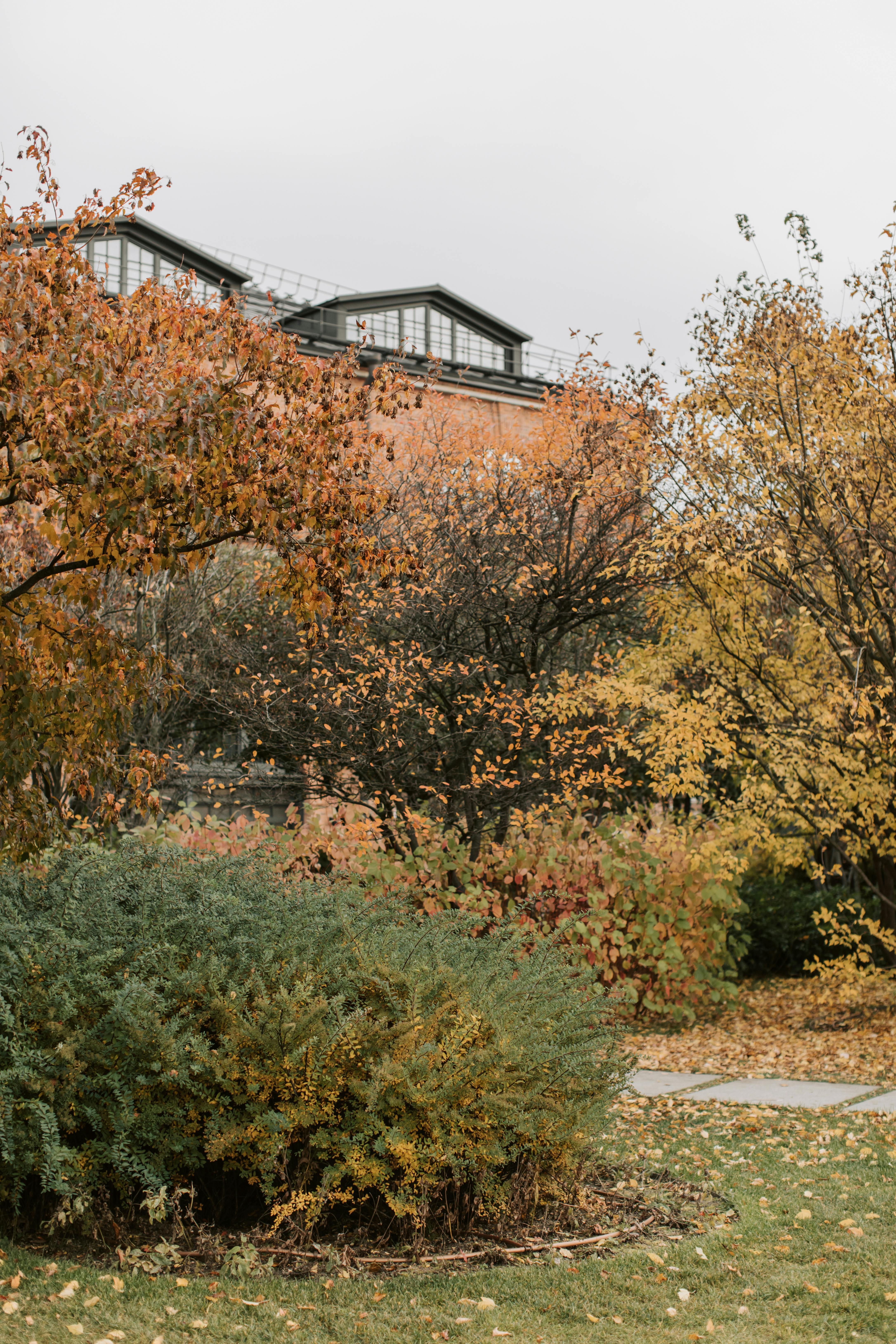 Trees with Brown Leaves outside a Building · Free Stock Photo