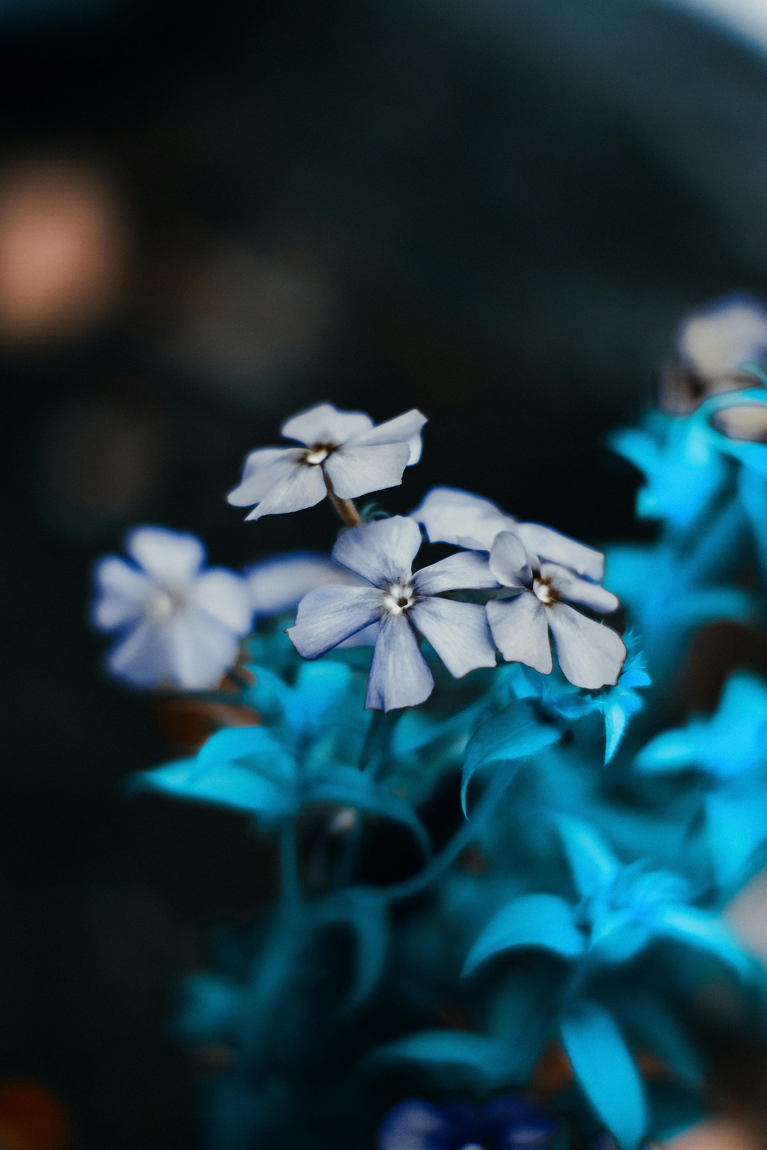 Blue Flowers in Bloom · Free Stock Photo