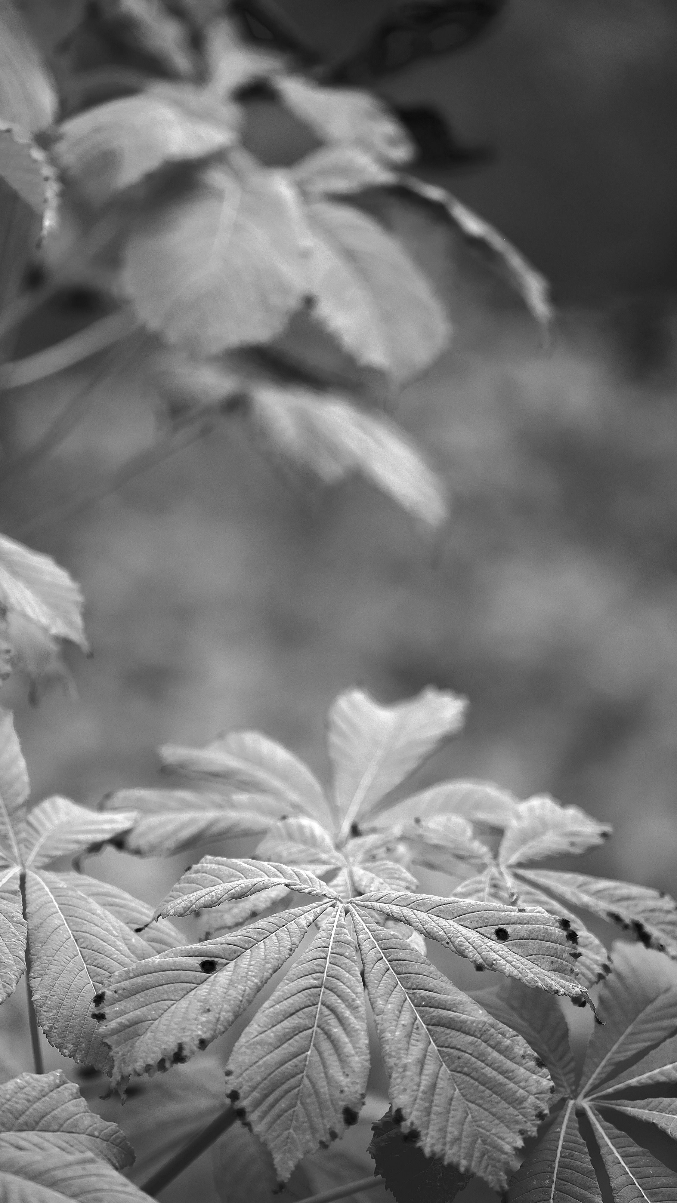 Grayscale Photography of Leaves · Free Stock Photo