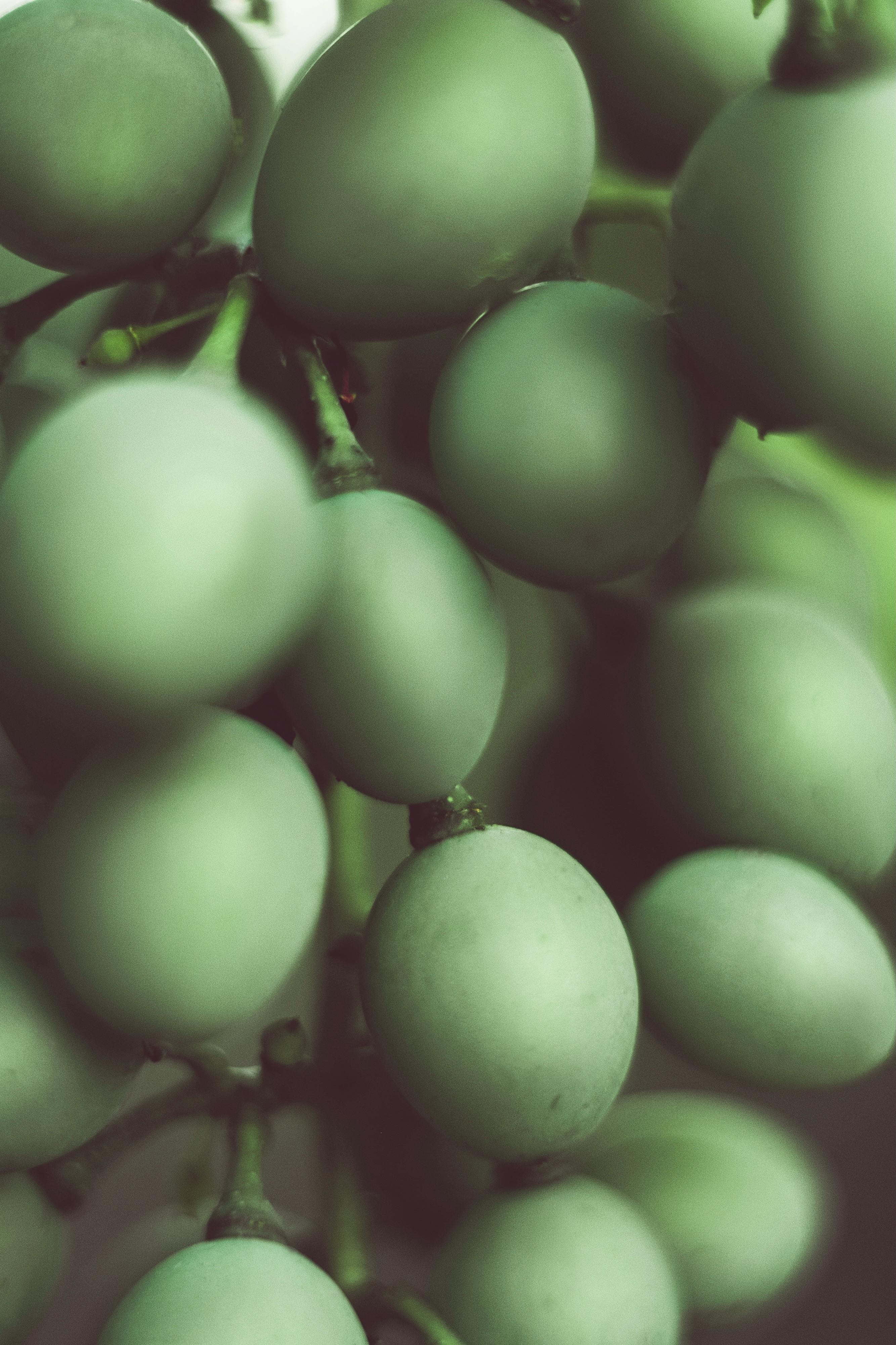 Green Unripe Fruits in Close-up Photography · Free Stock Photo