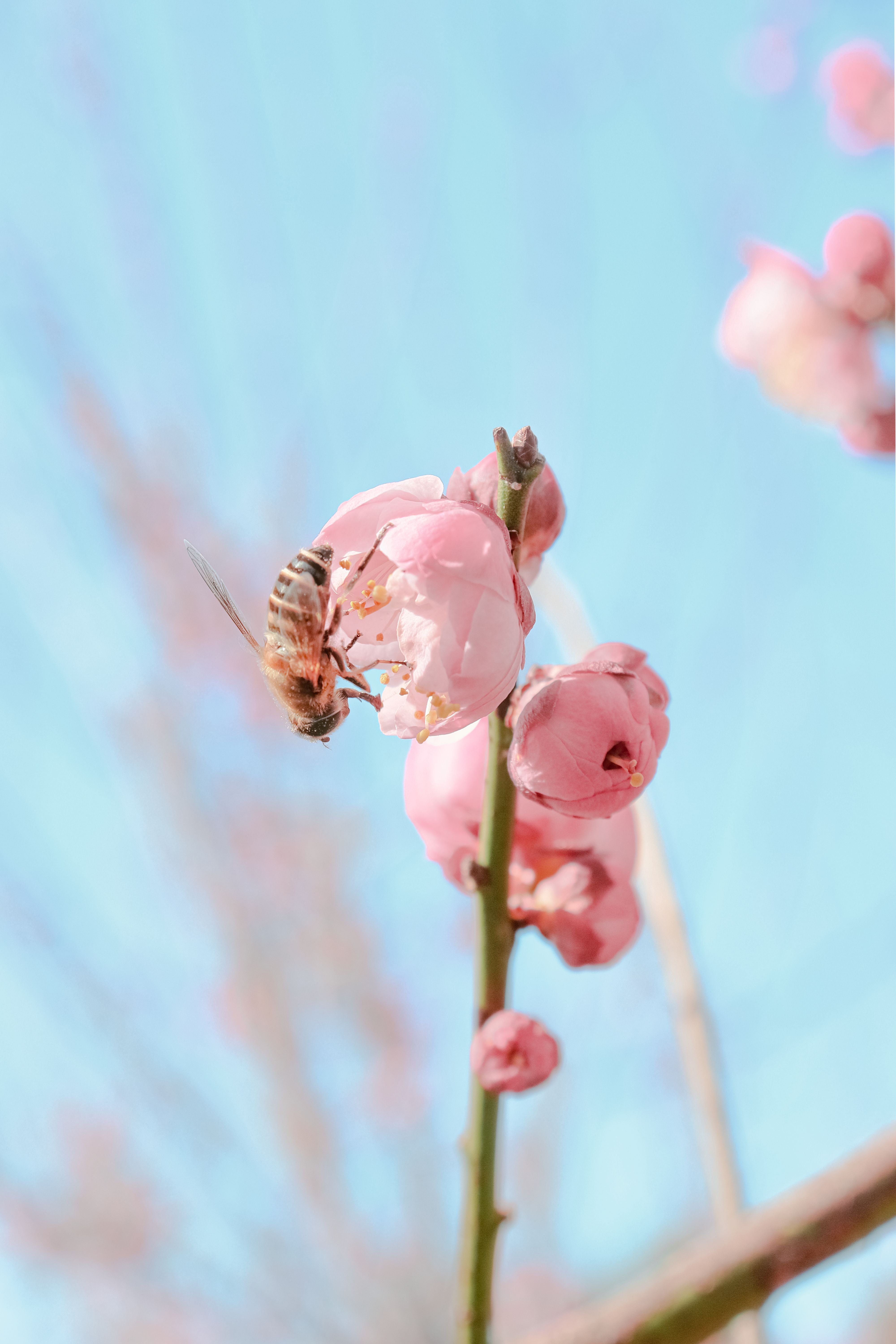 A Bee Perched on Pink Flower · Free Stock Photo