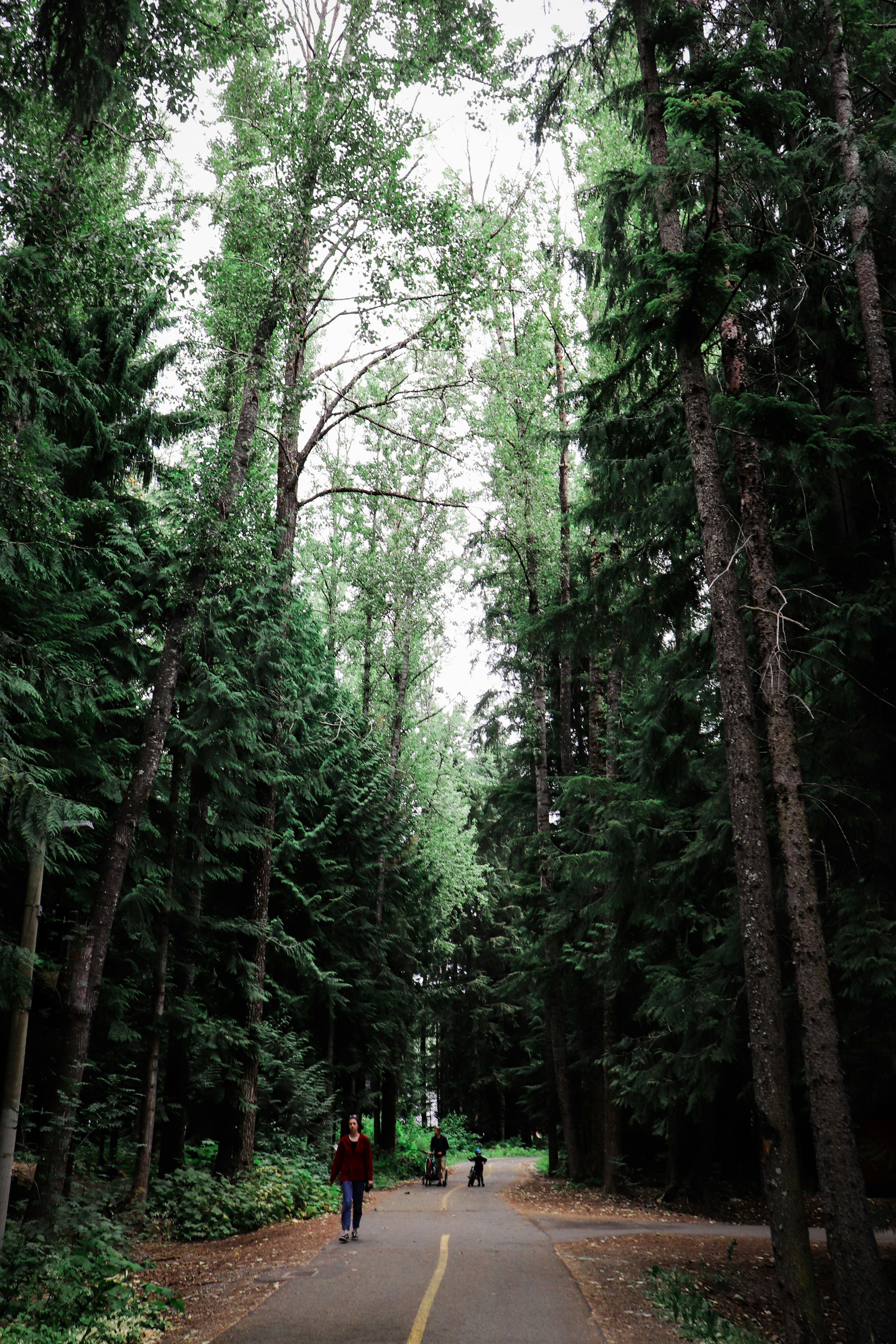 Walking Path Through a Forest · Free Stock Photo