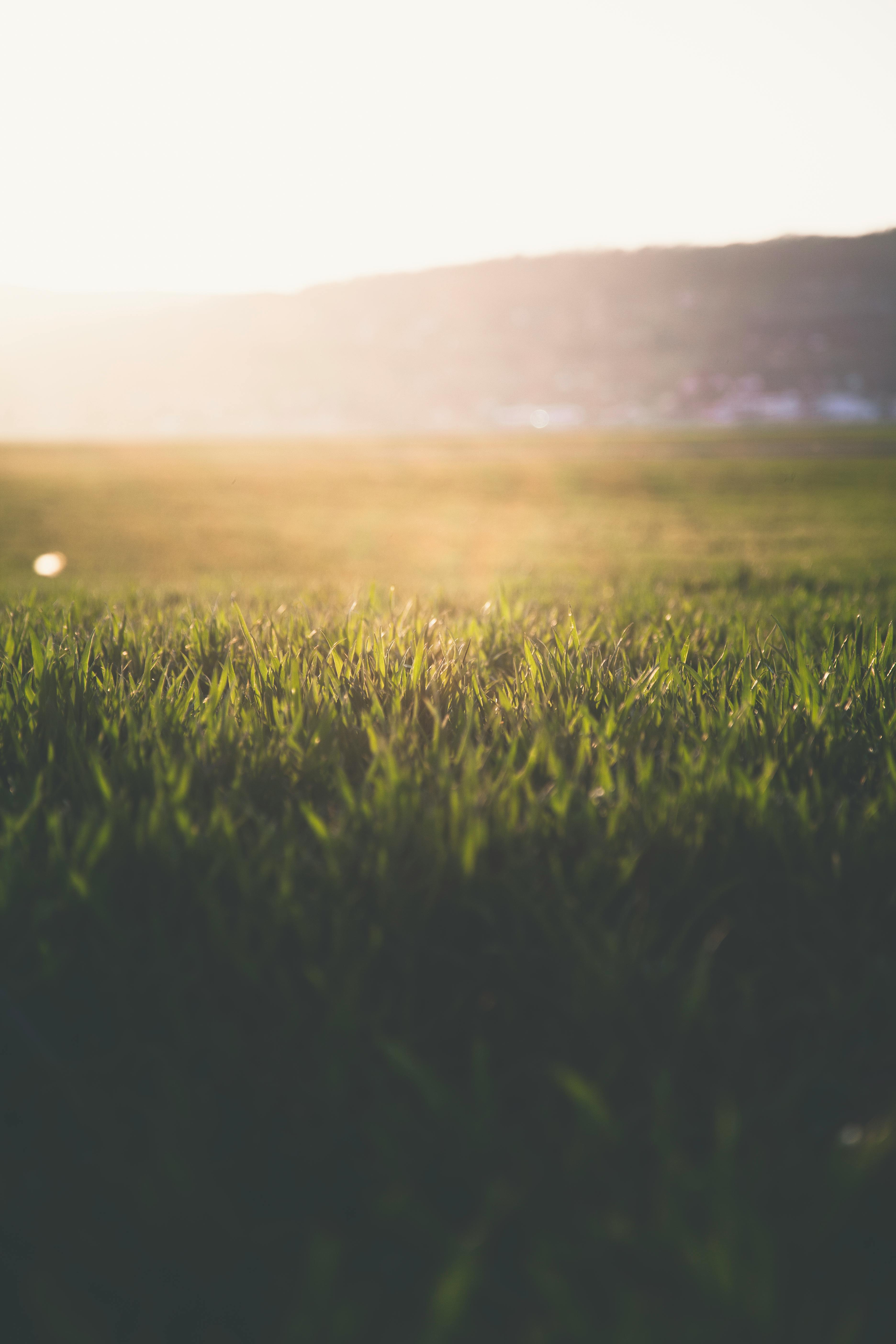 Grass Field Photo · Free Stock Photo