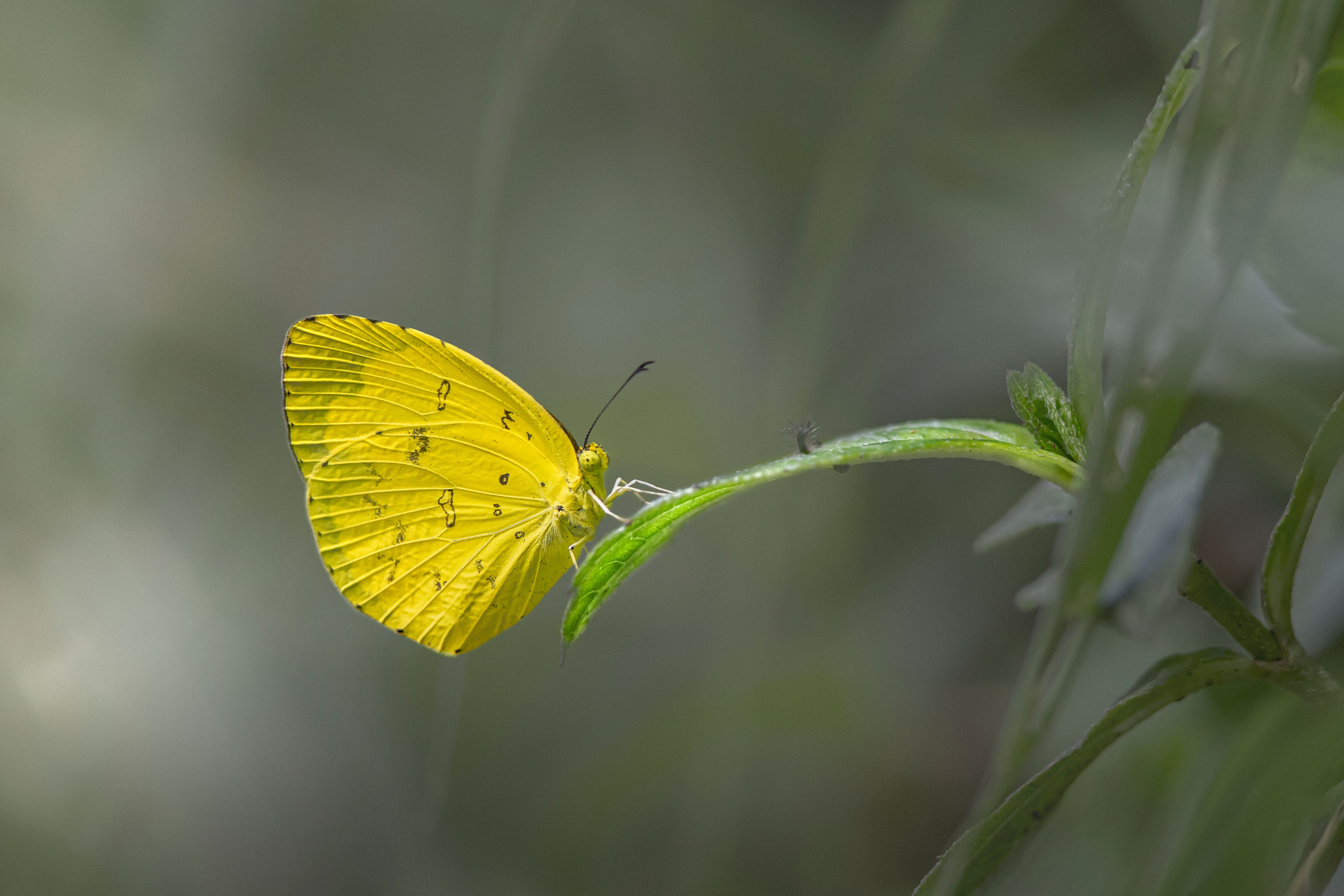 Common Grass Yellow Butterfly Perched on Green Leaf · Free Stock Photo