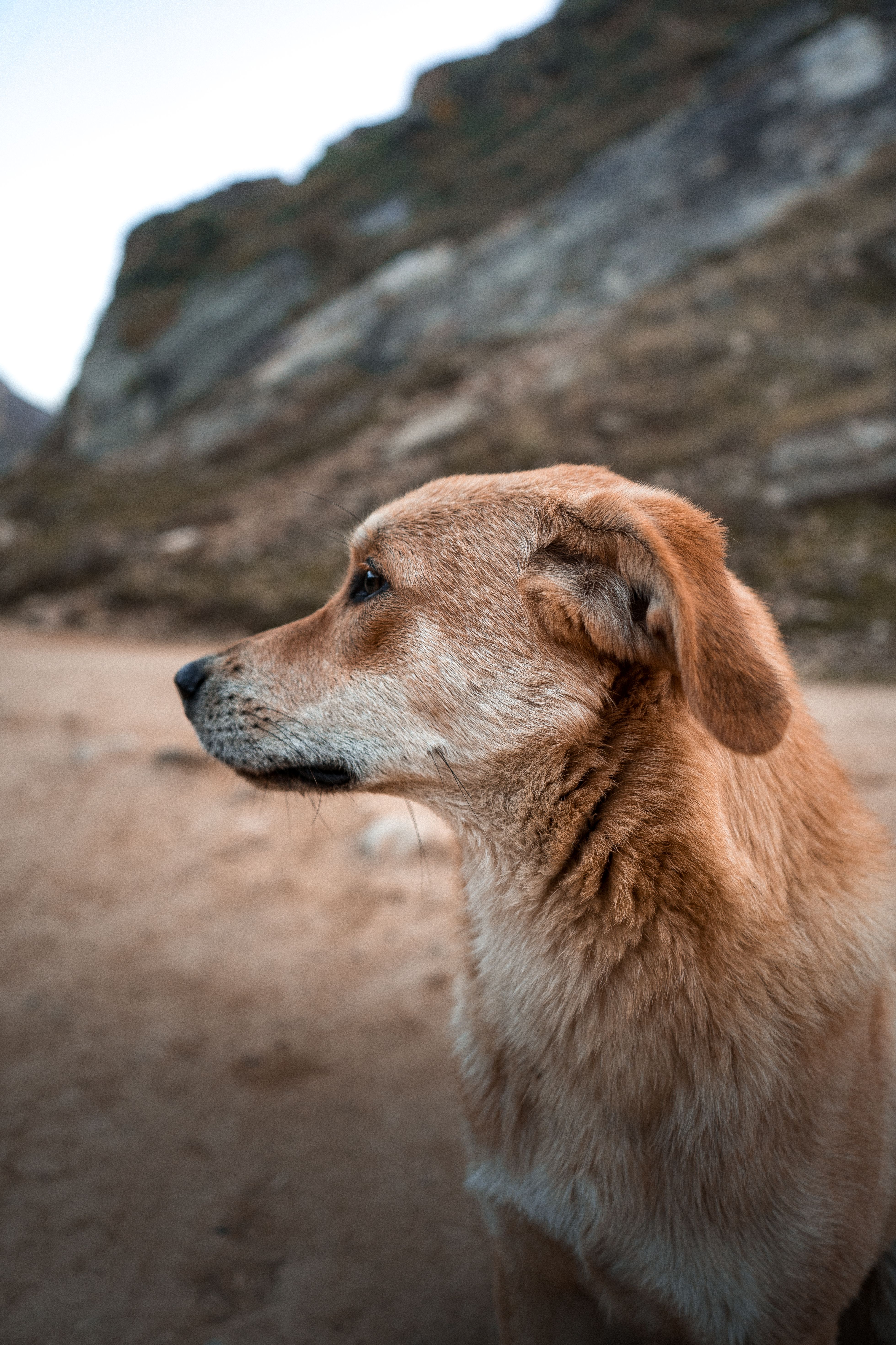 Brown Dog on the Field · Free Stock Photo