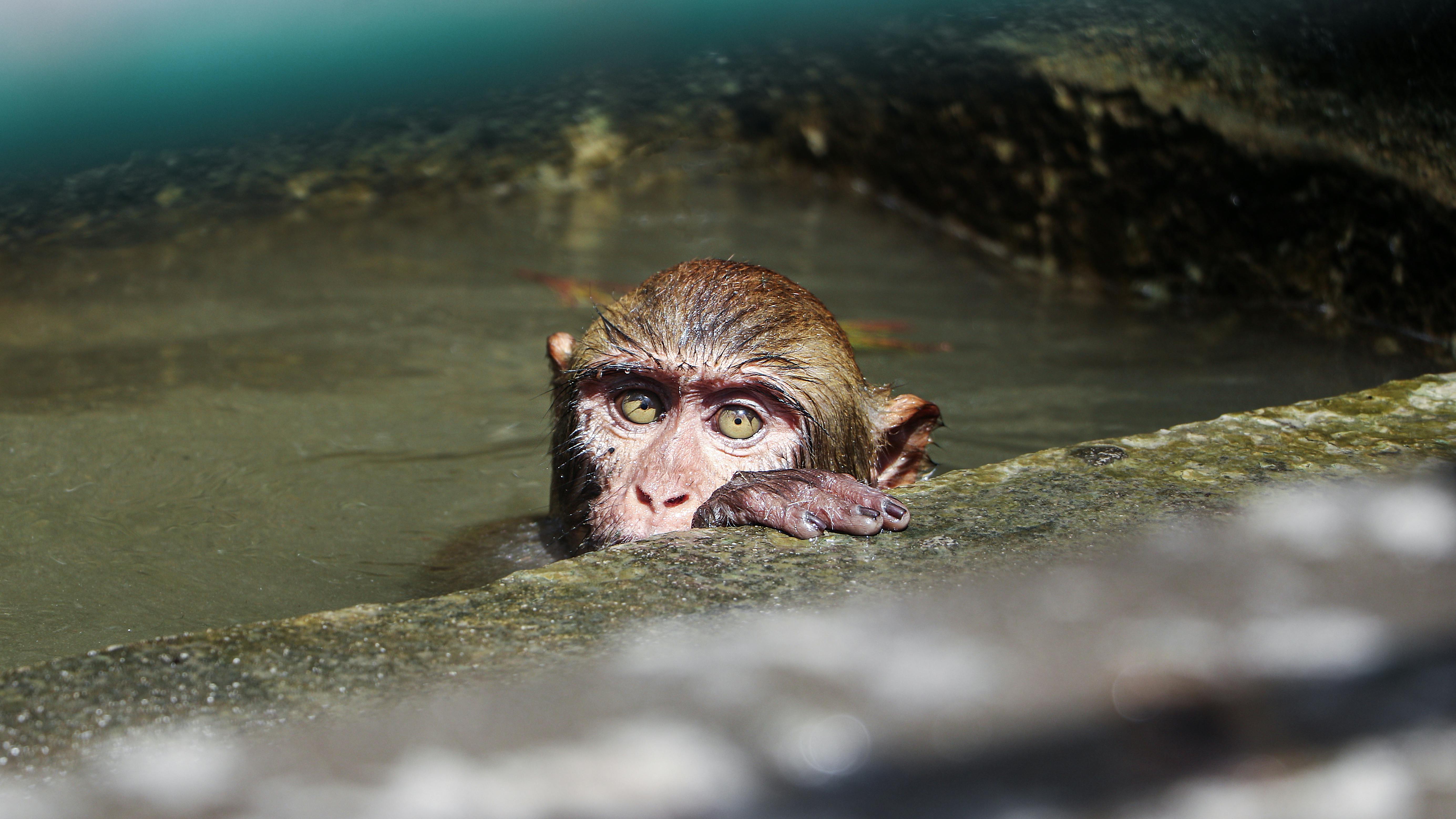 A Monkey in the Water · Free Stock Photo