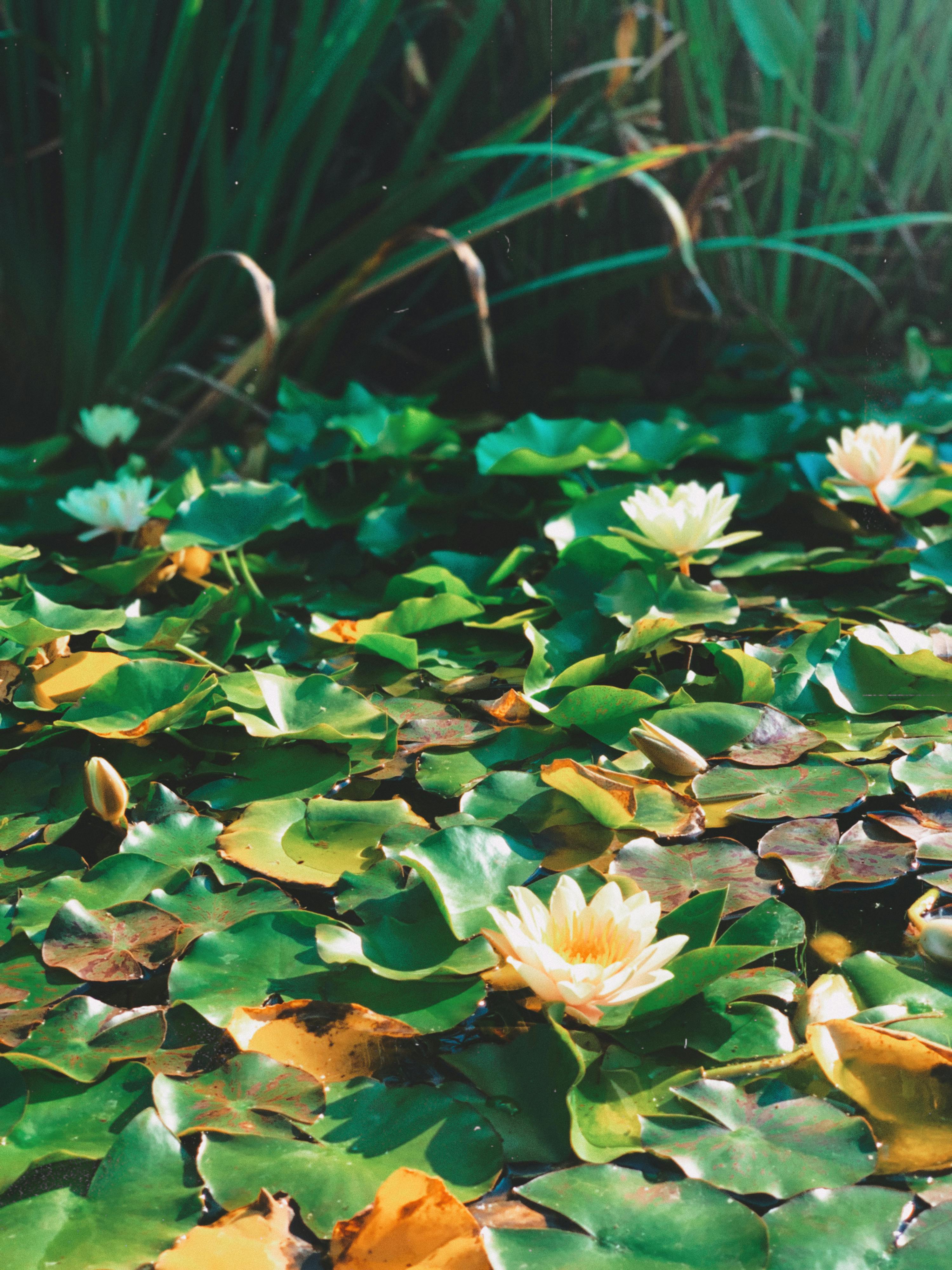 Withering Lily Pads on Water Surface · Free Stock Photo
