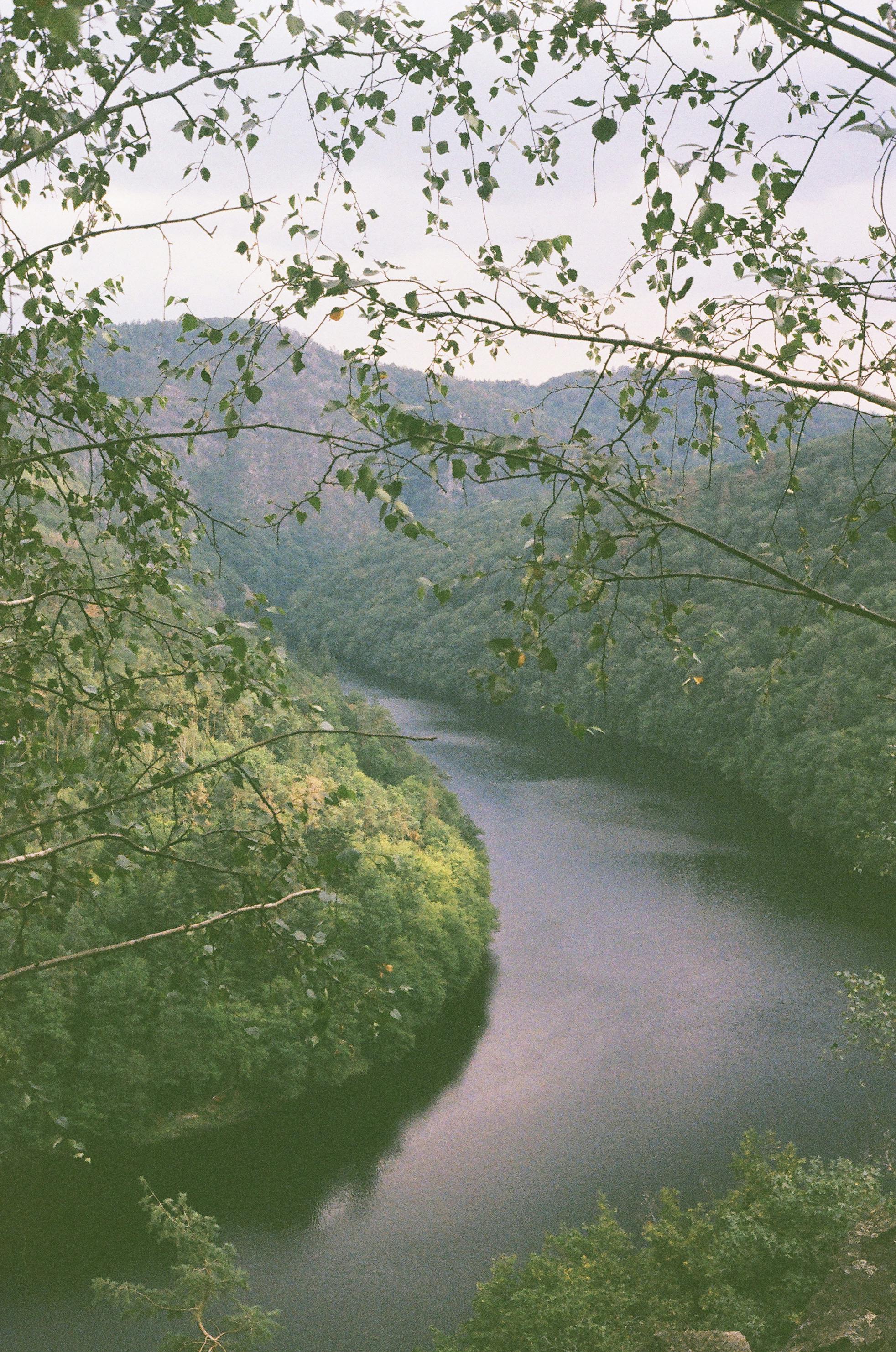 A River in the middle of the Forest · Free Stock Photo