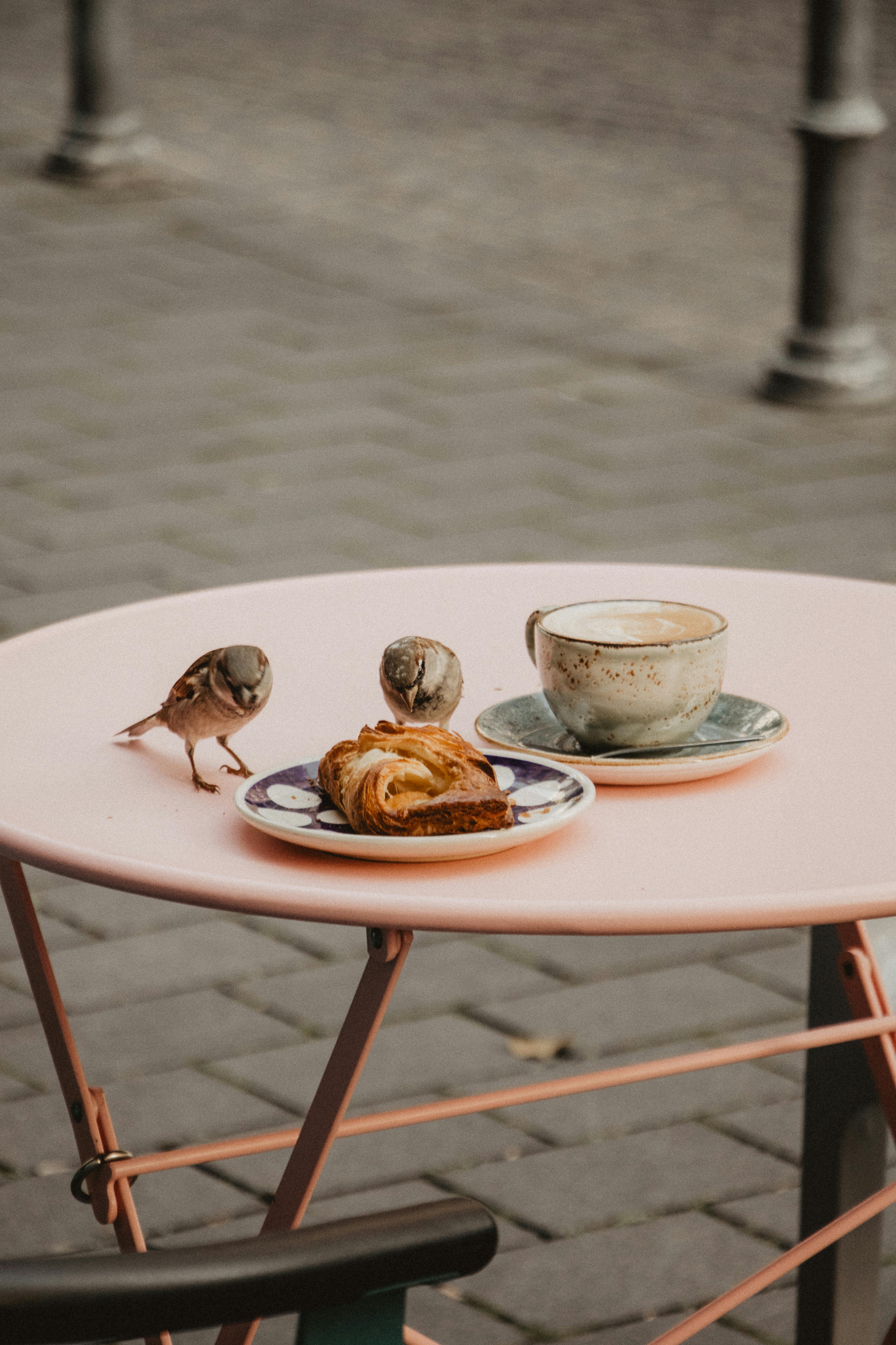 100,000+ Best Bird Food Photos · 100% Free Download · Pexels Stock Photos