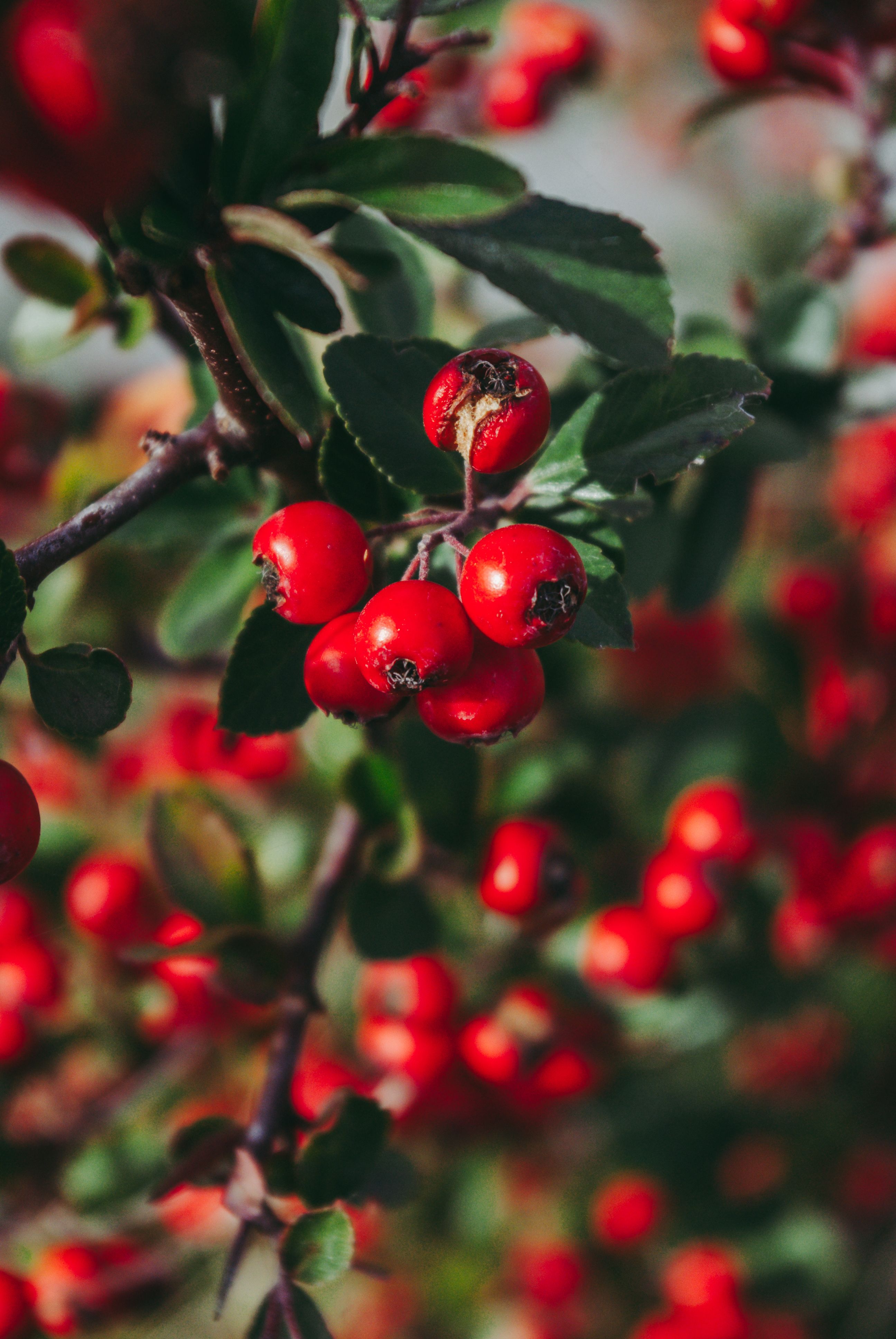 Close-Up Shot of Miracle Fruits · Free Stock Photo
