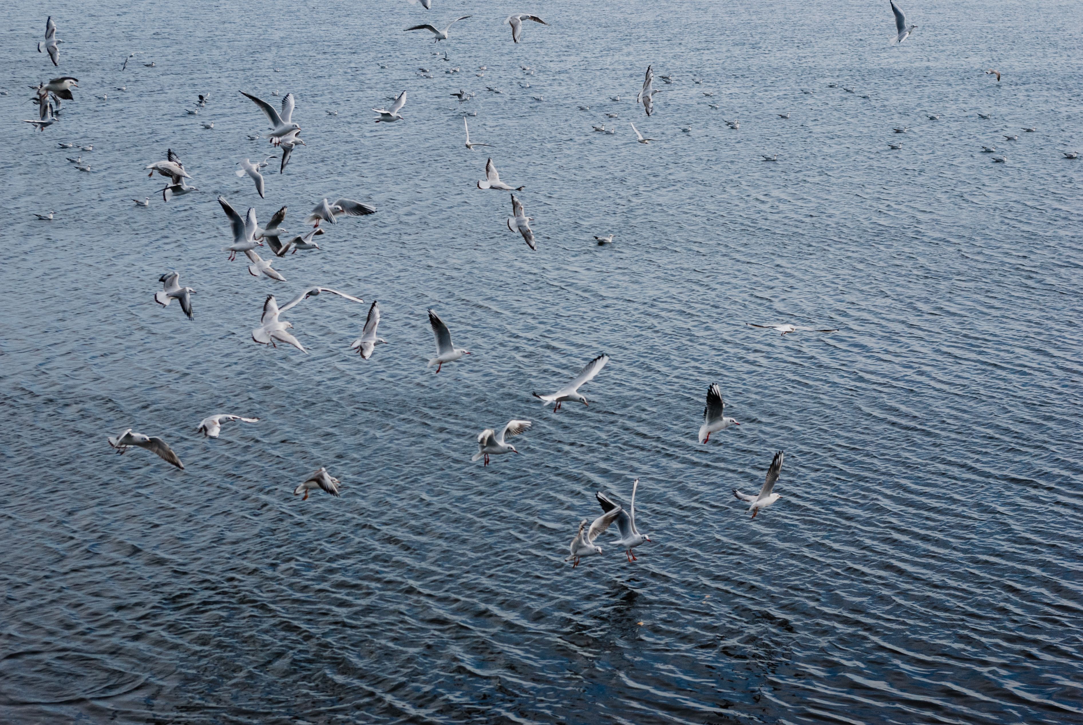 Flying White Birds Catching Fish on the Sea · Free Stock Photo