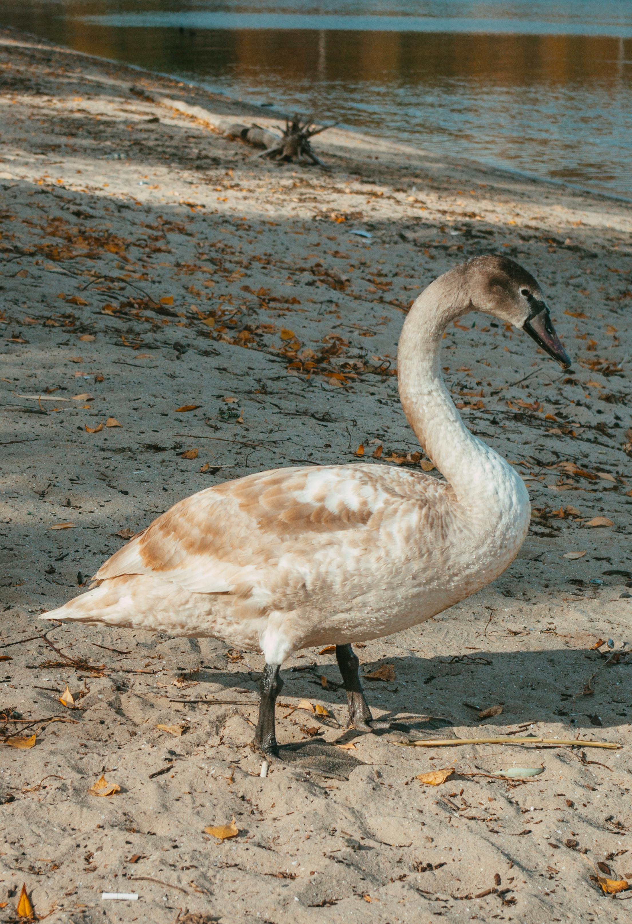 Swan Wing Side View Photos, Download The BEST Free Swan Wing Side View ...