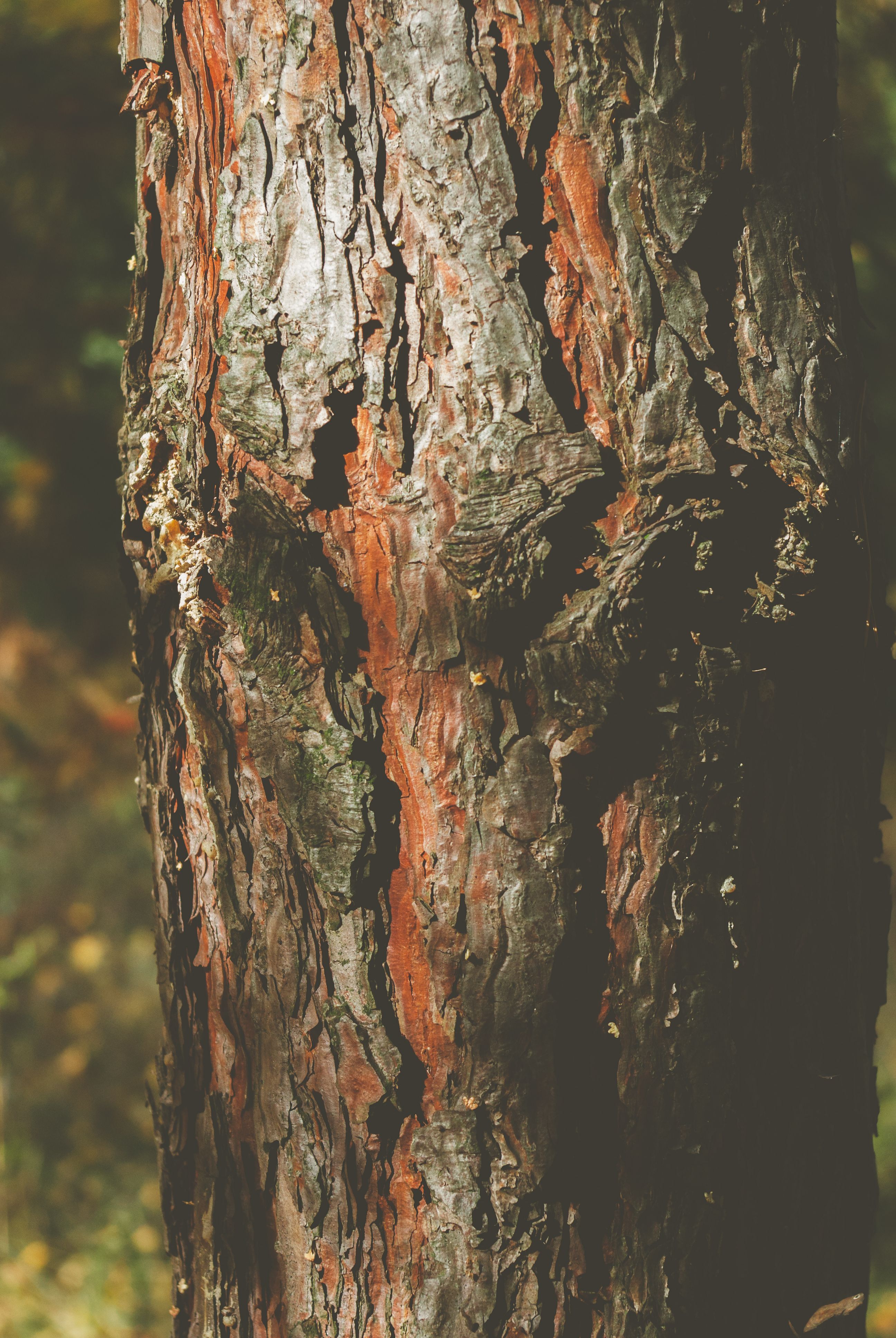 Person Standing next to Tall Trees · Free Stock Photo