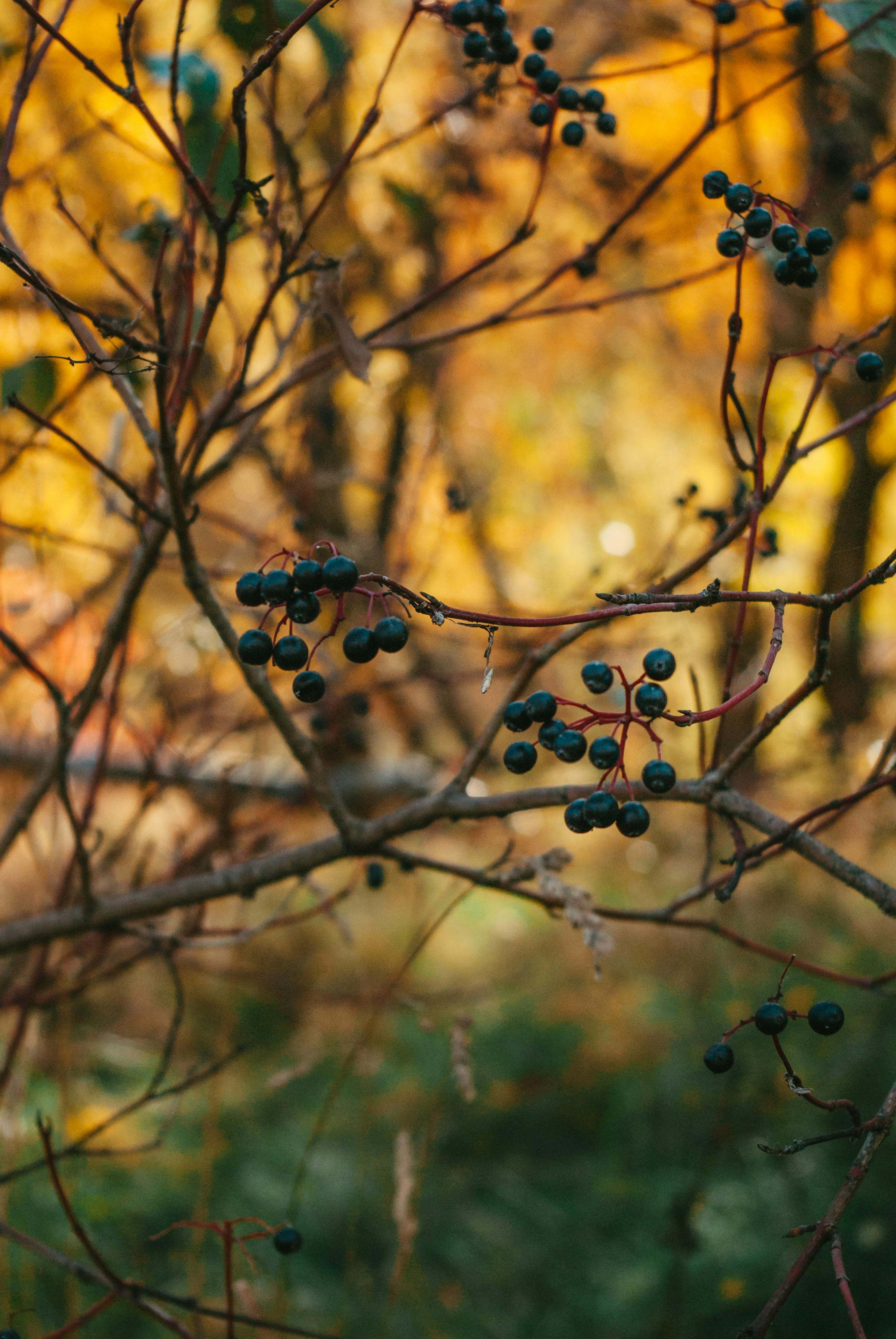 Orange Round Fruits on Brown Leafless Tree Branch · Free Stock Photo