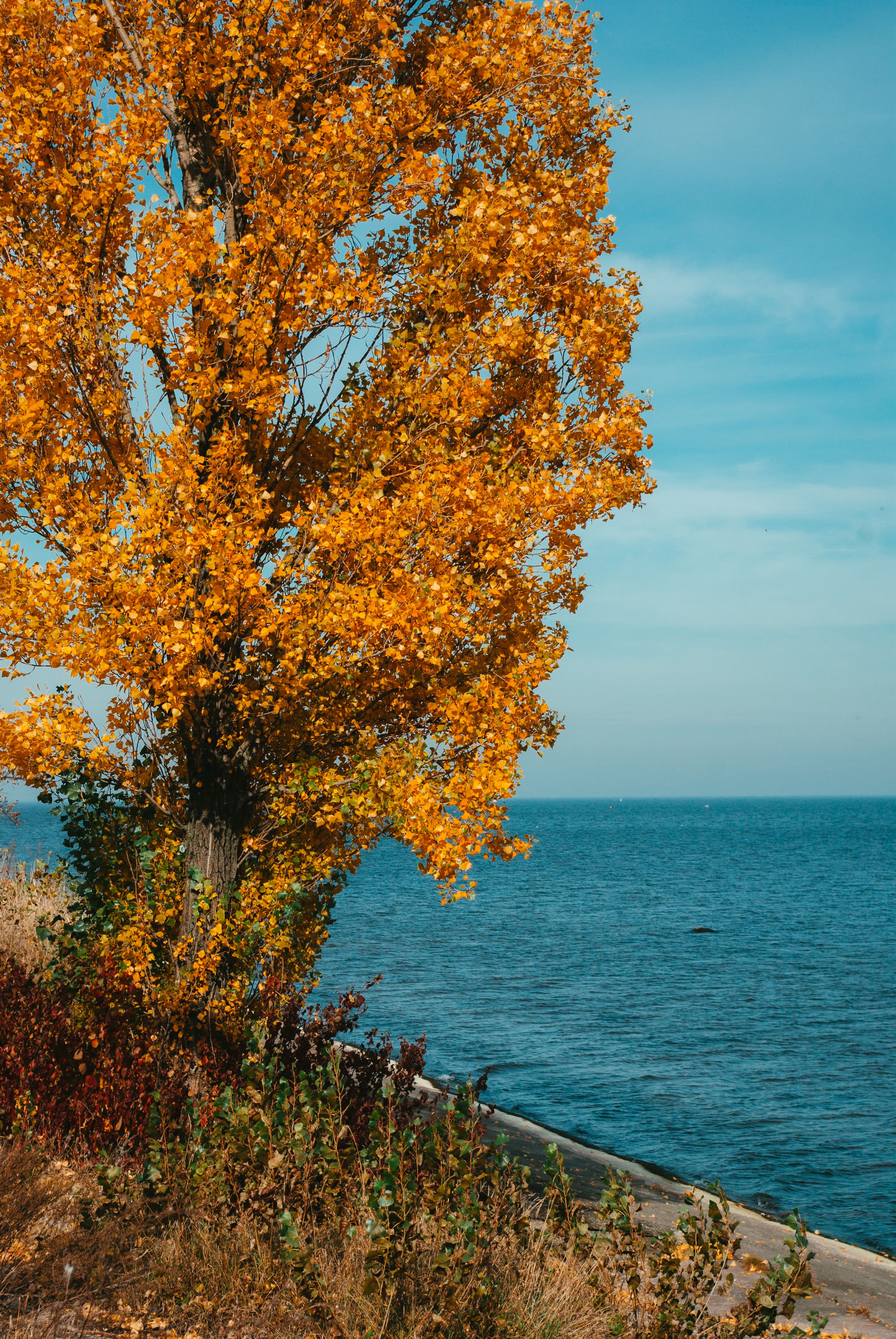 Orange Tree Near Body of Water · Free Stock Photo