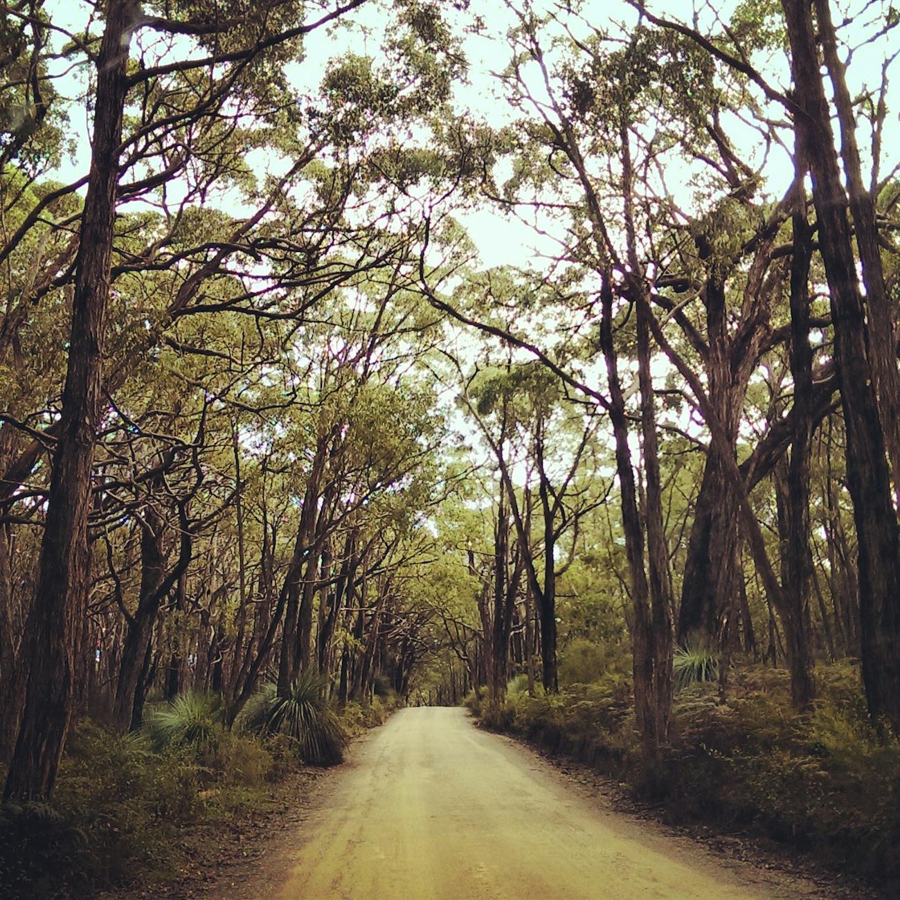Pathway Surrounded by Trees · Free Stock Photo Pathway Surrounded by Trees · Free Stock Photo