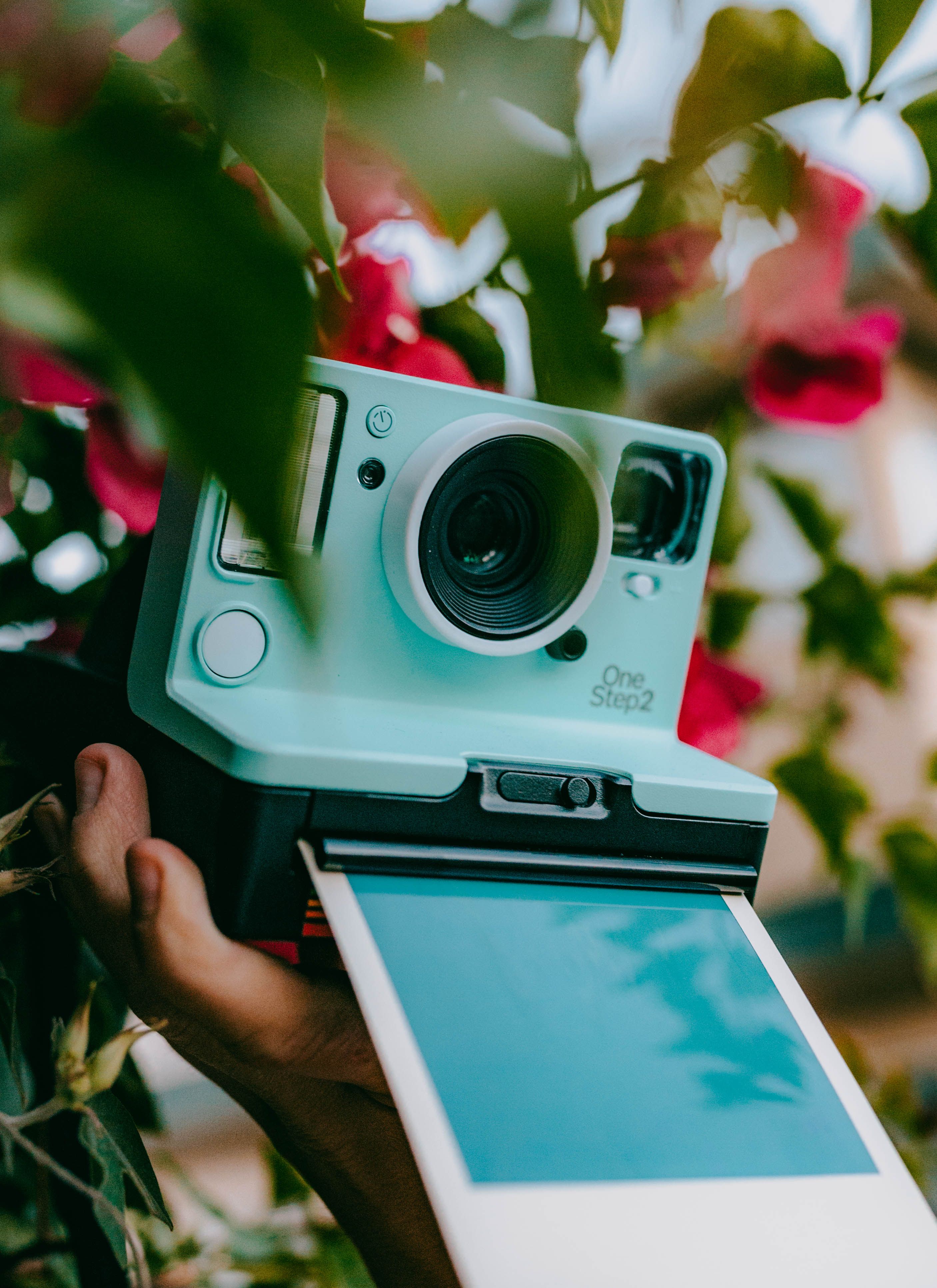 Person Holding Polaroid Camera Near Flowering Plant · Free Stock Photo