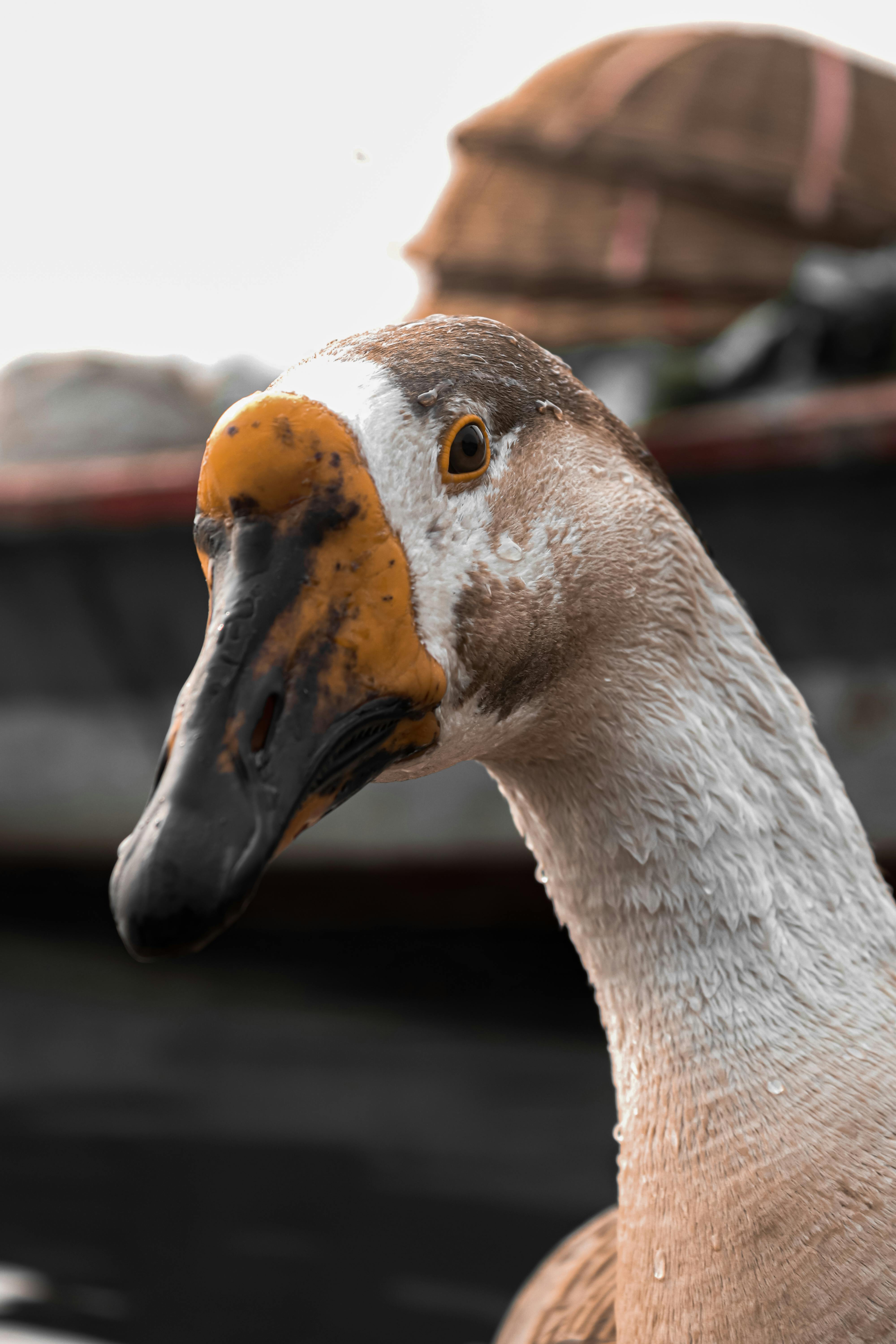 Grayscale Photo of Geese on the Pond · Free Stock Photo