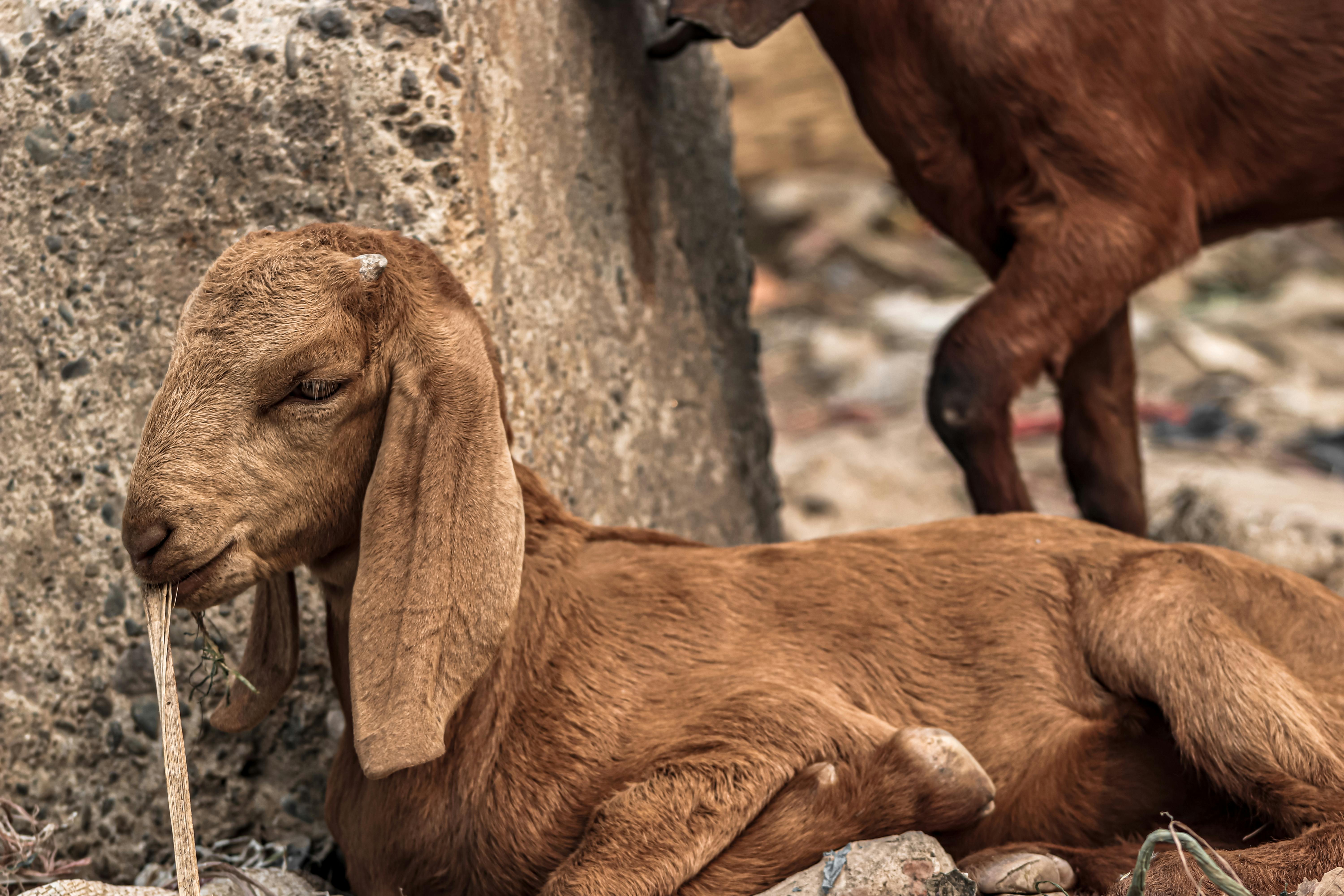 Close Up Photo of a Goat · Free Stock Photo