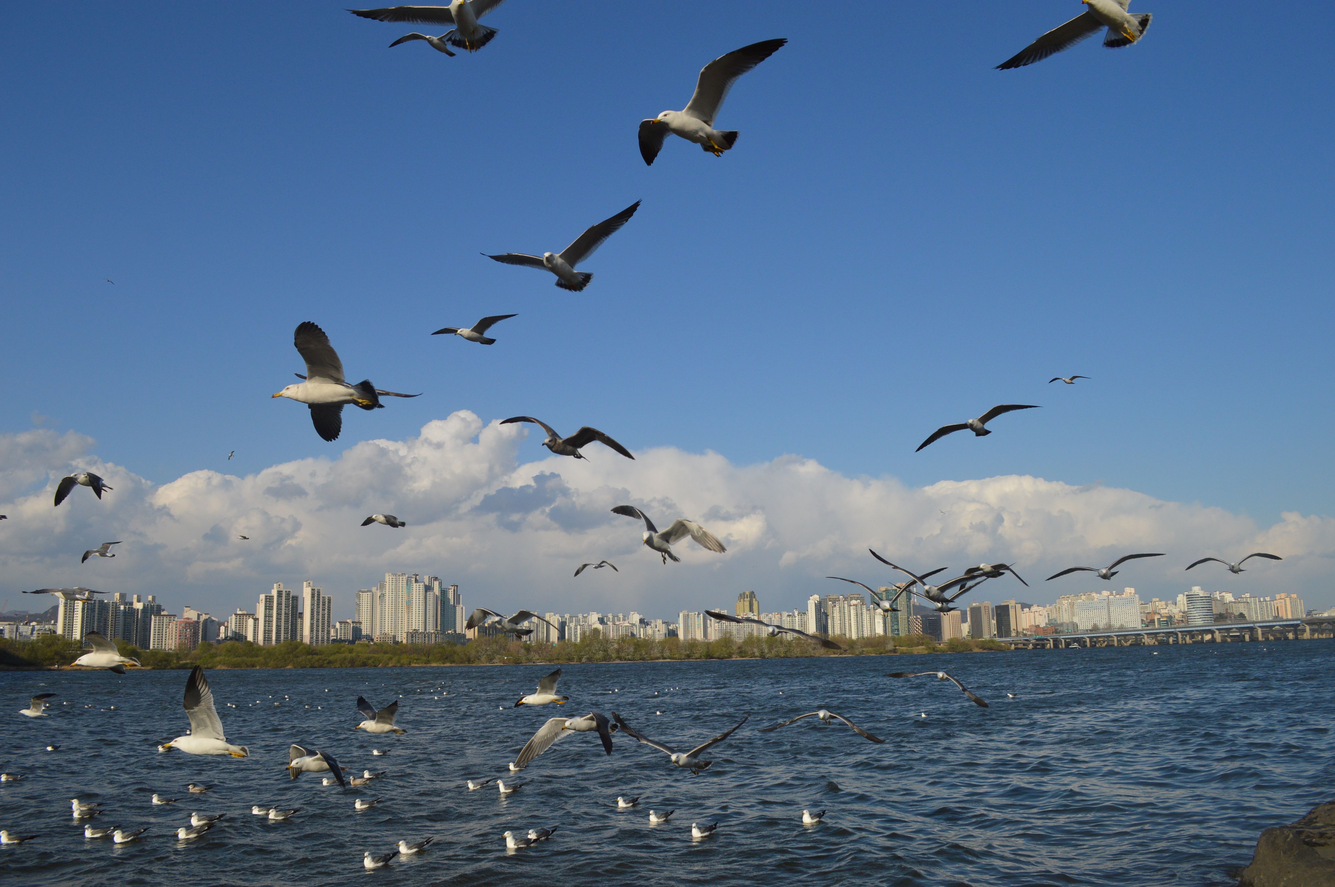 Flock Of White Birds Flying · Free Stock Photo