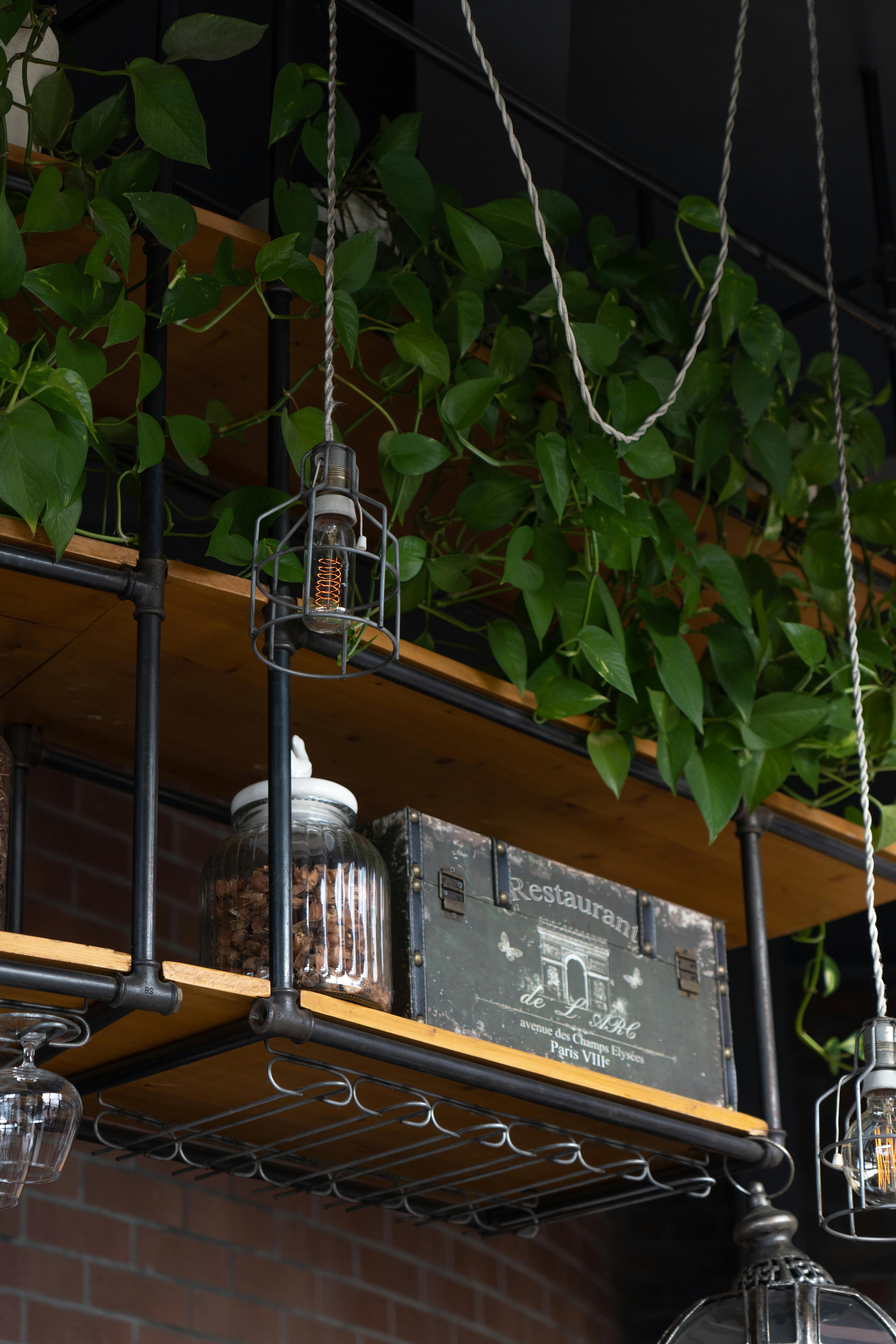 Clinging Plant on Shelves in Restaurant · Free Stock Photo