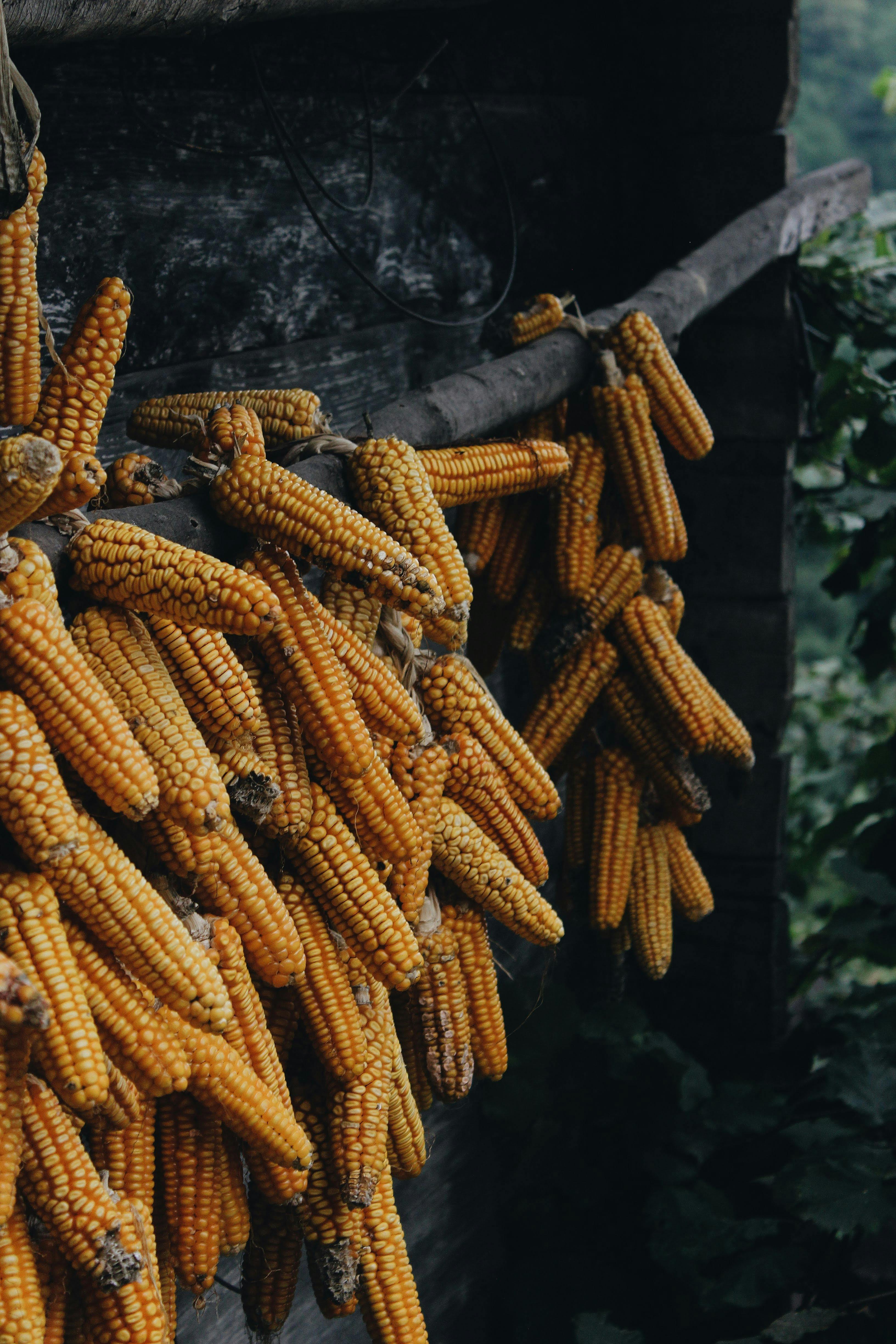 Corns Tied Together Hanged on a Branch · Free Stock Photo