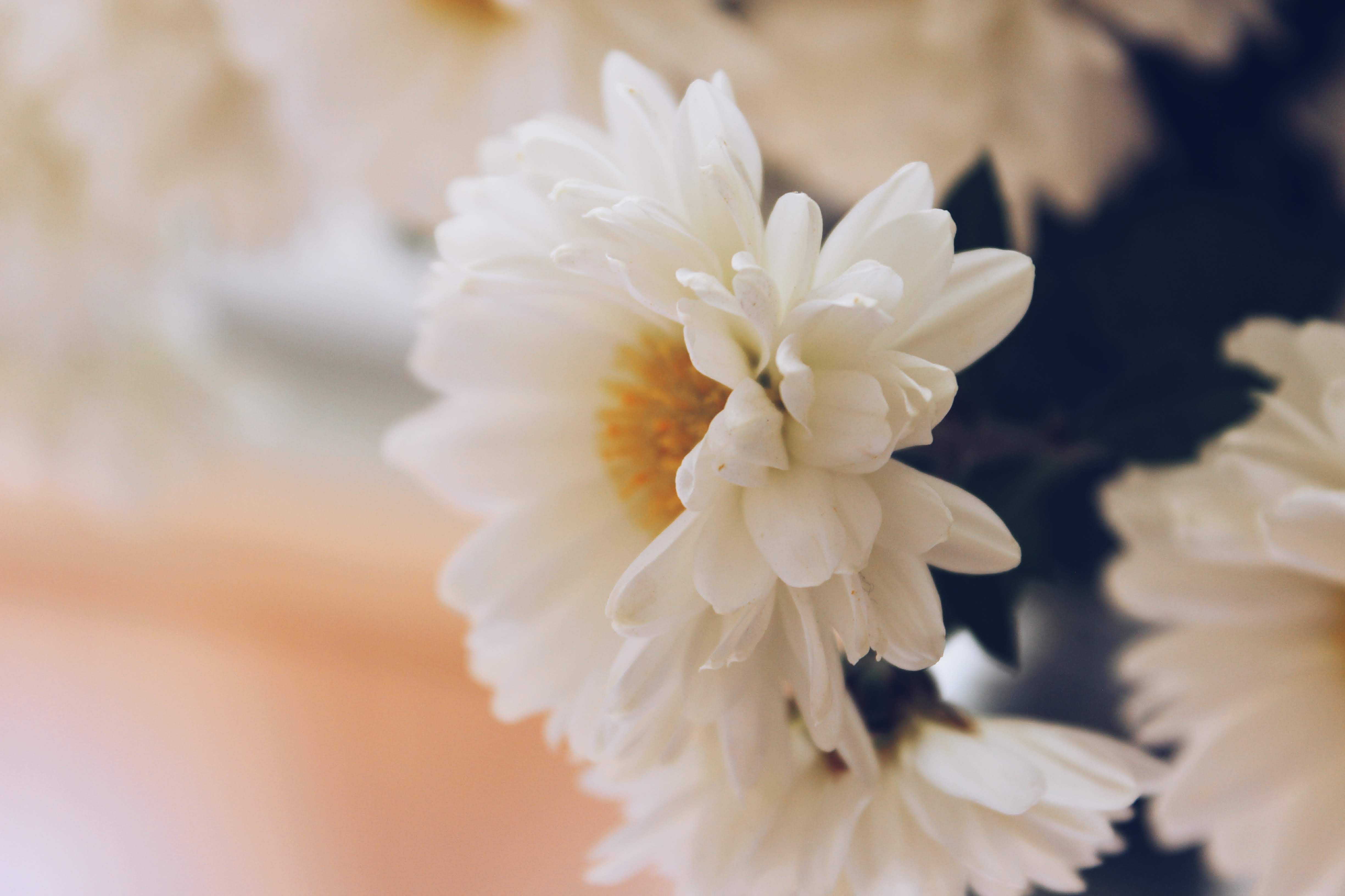 Close-up Photo of a White Chrysanthemum · Free Stock Photo