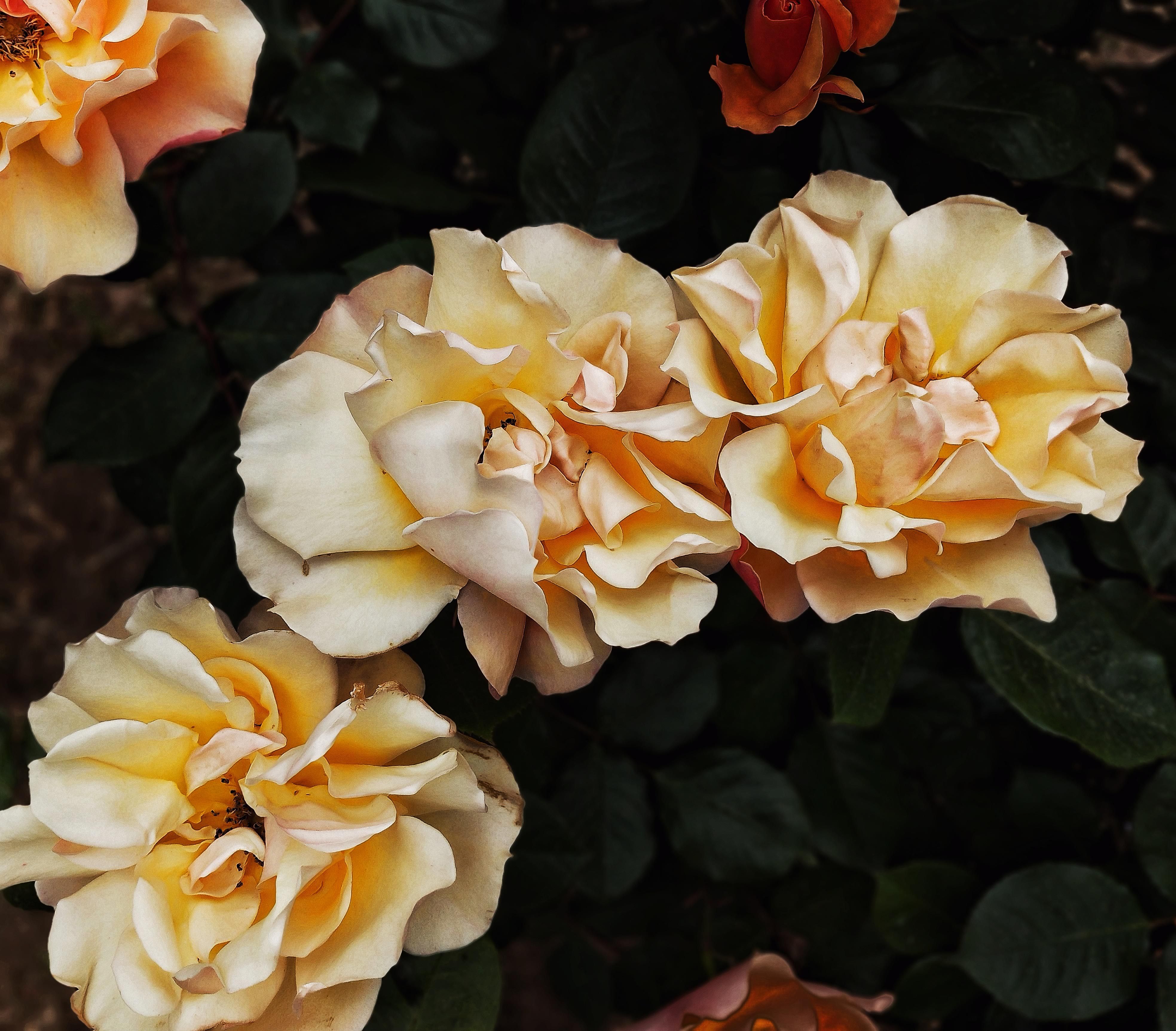 Overhead Shot of Yellow Garden Roses · Free Stock Photo