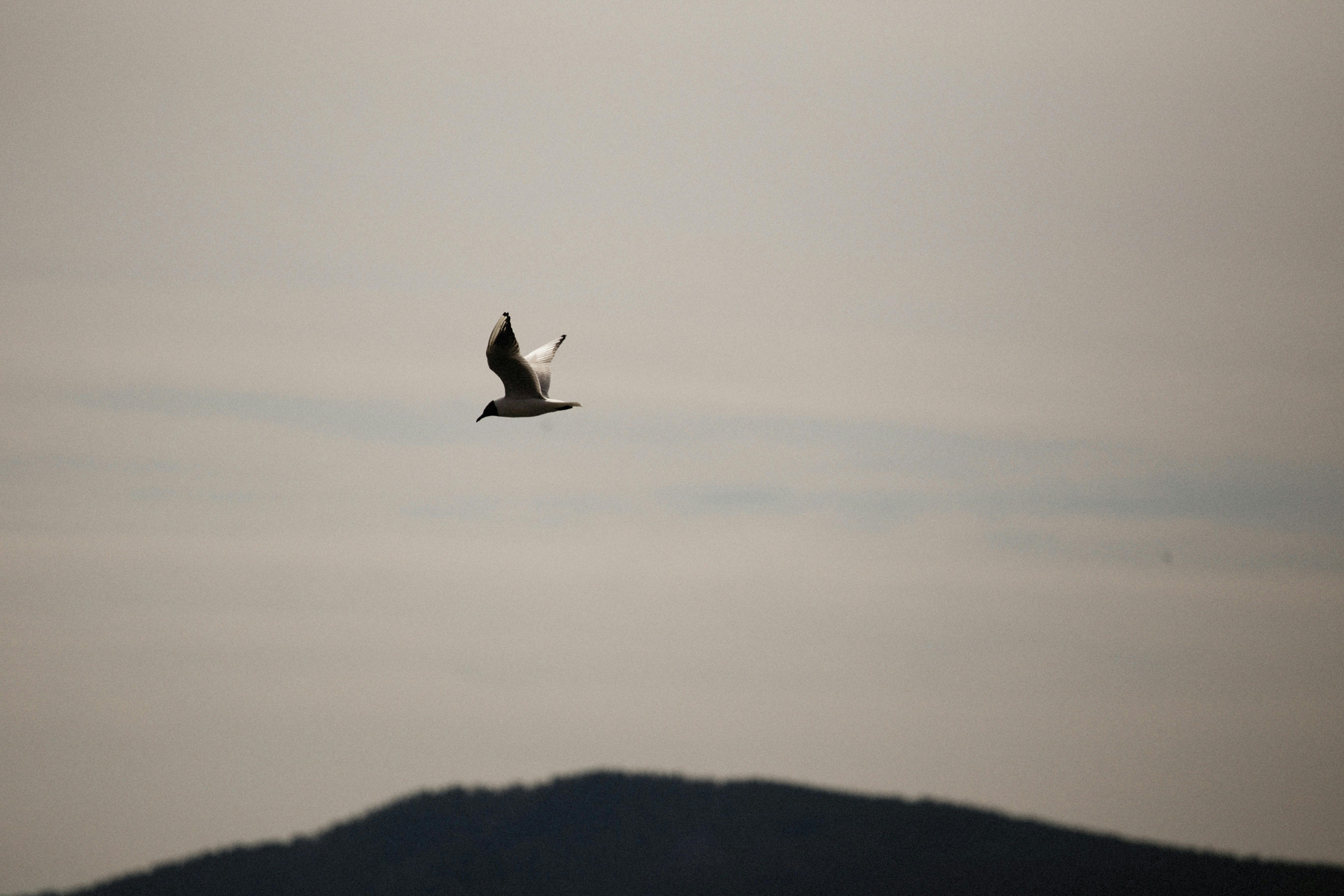 Low Angle Photography of Flock of Birds Flying in the Sky · Free Stock ...
