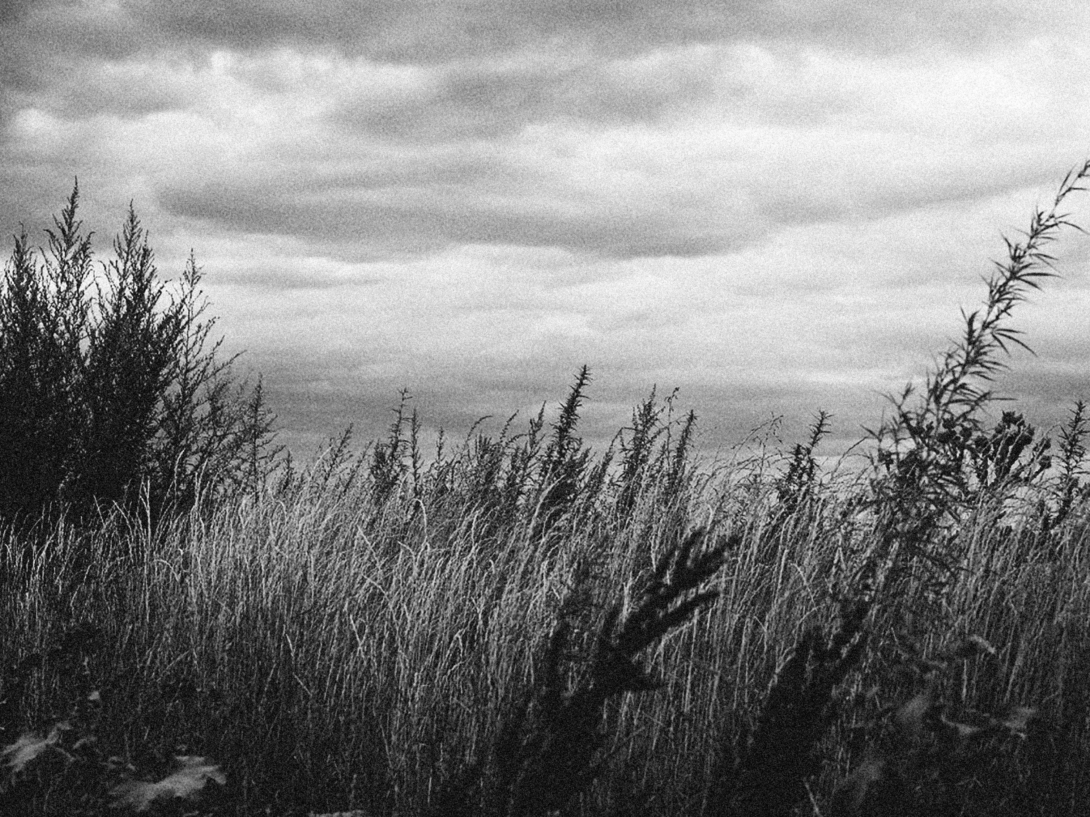 Grayscale Photo of Grass Field · Free Stock Photo