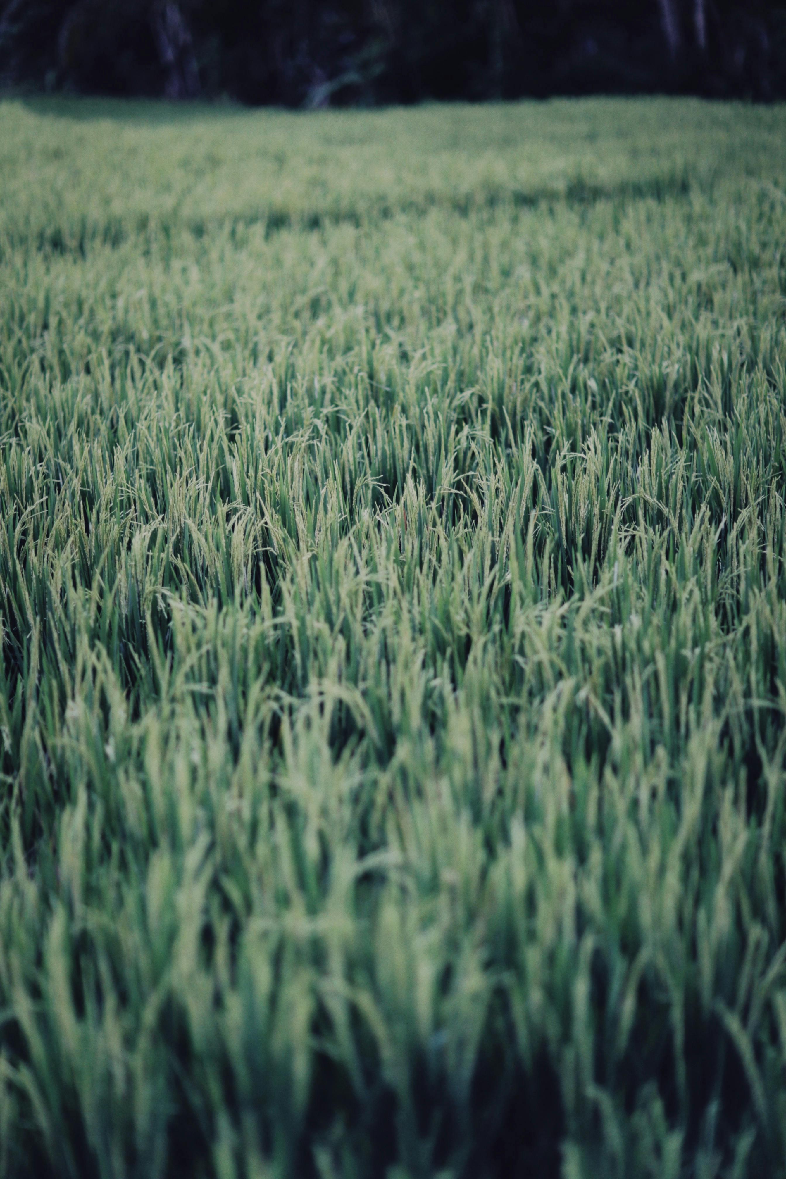 Photo of Grass Field · Free Stock Photo