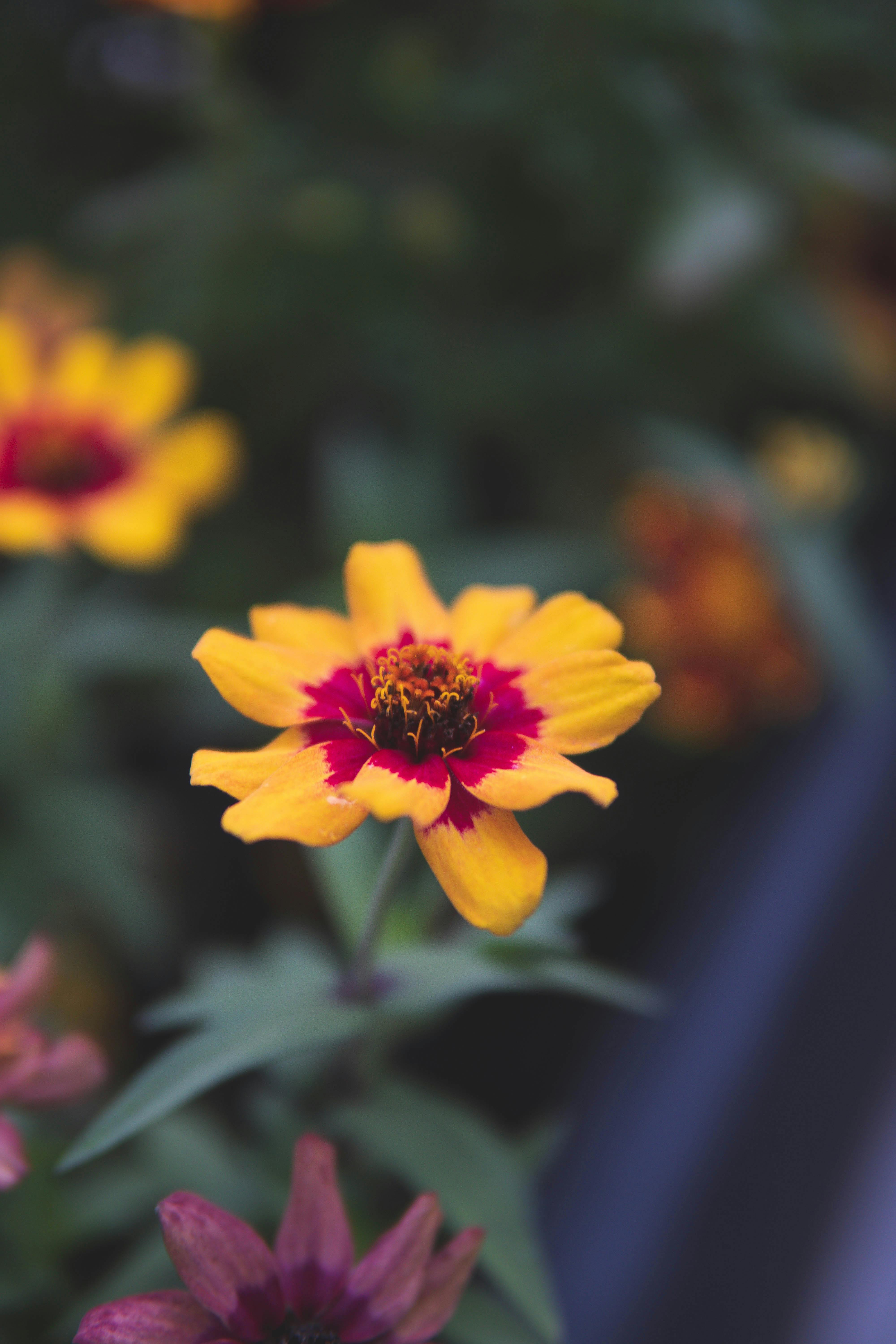 Yellow Red Flower with Blurred Floral Background · Free Stock Photo