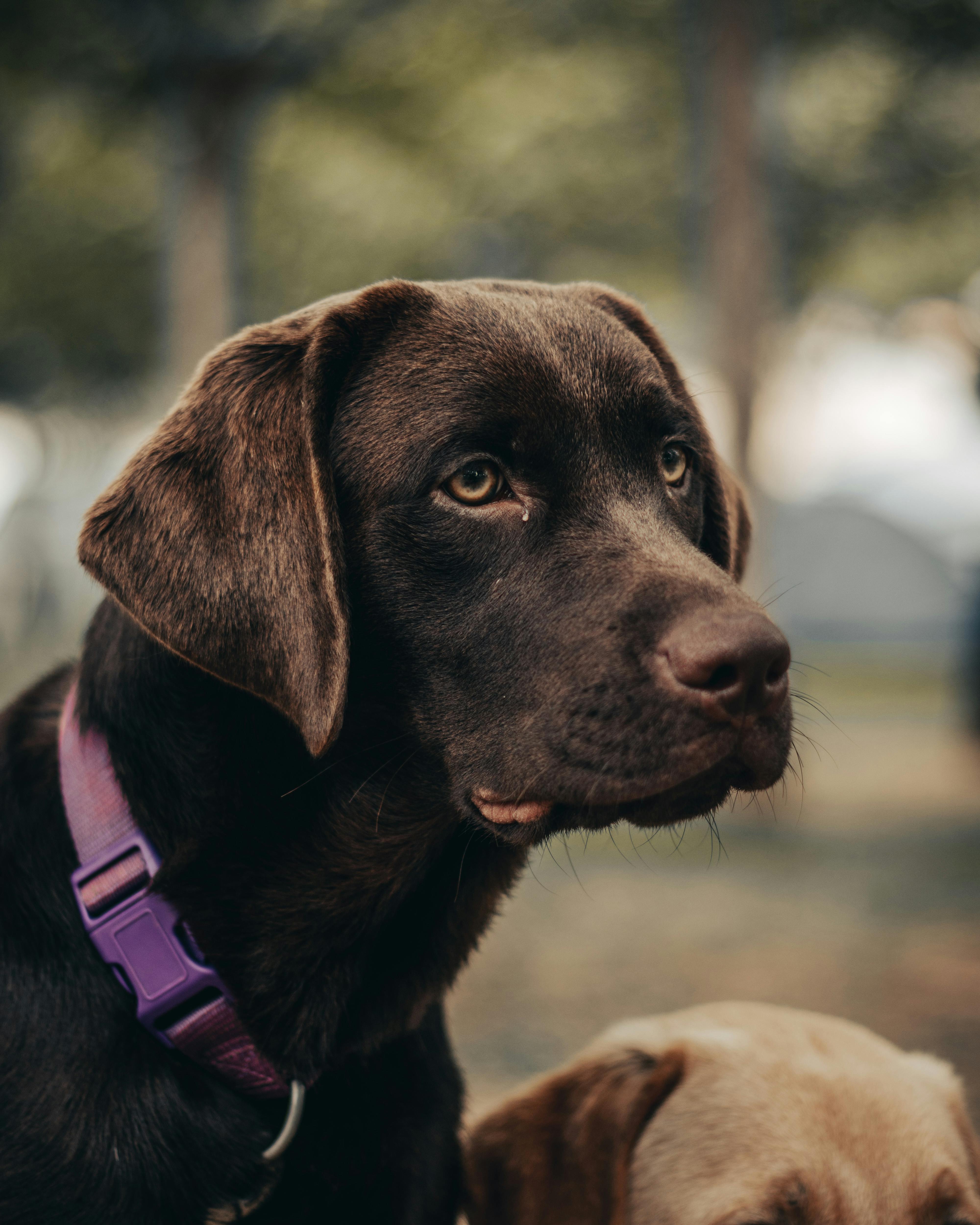 Labrador Retriever With Purple Collar in Close-up · Free Stock Photo