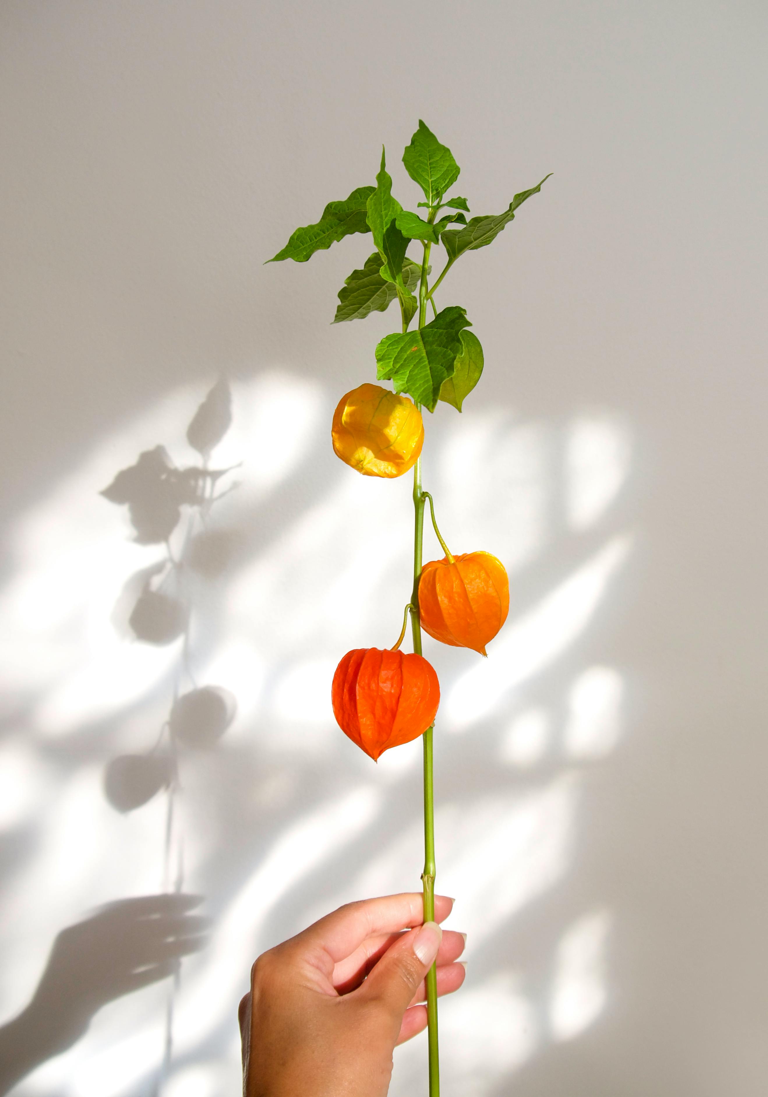 Cape Shadow Photos, Download The BEST Free Cape Shadow Stock Photos ...