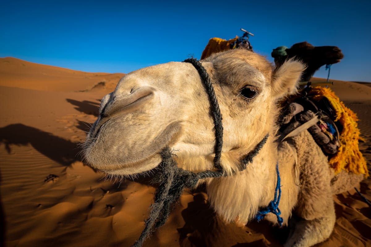 1,000+ Best Camel Photos · 100% Free Download · Pexels Stock Photos