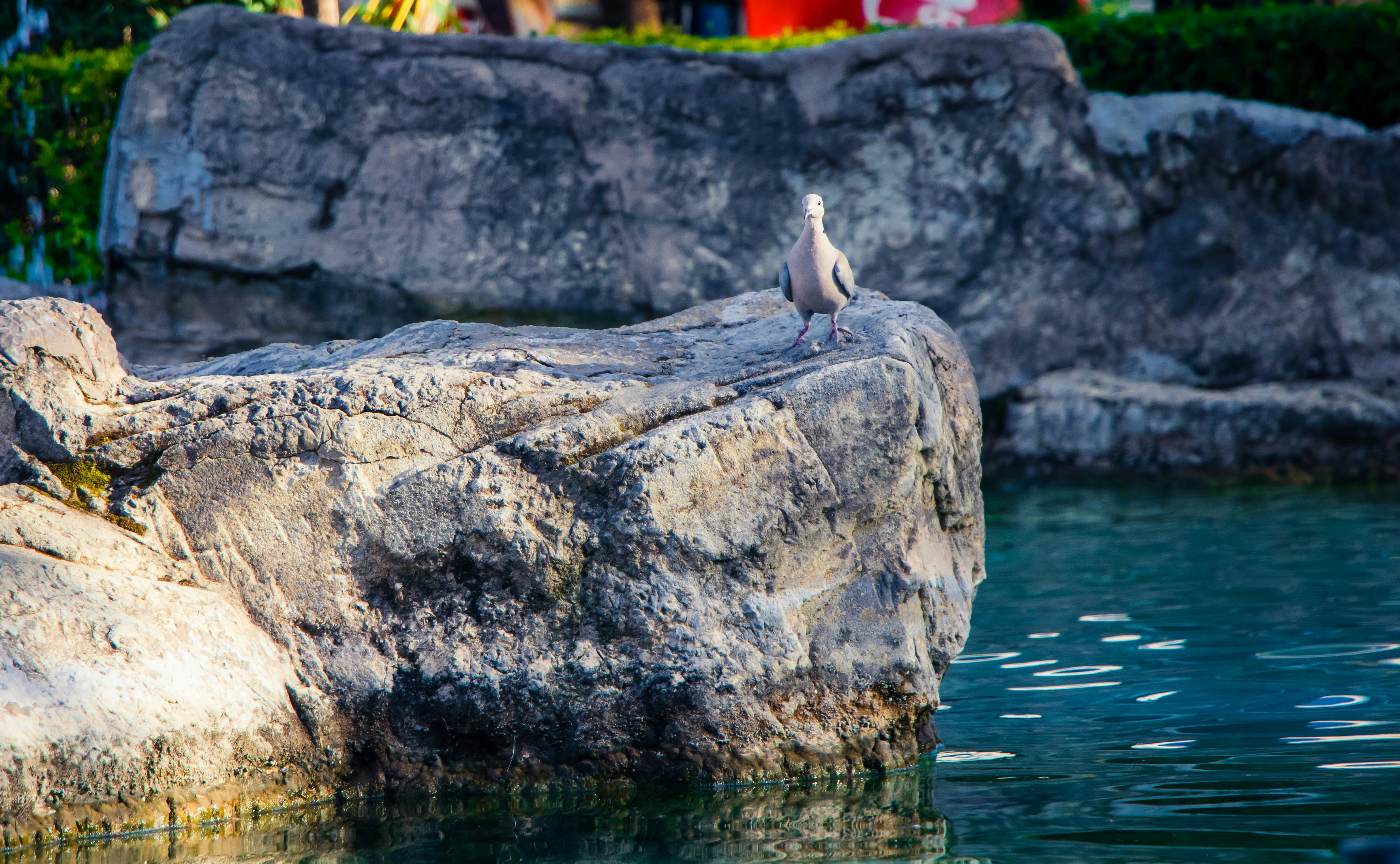 Photo of Gray Bird Perch on Gray Stone Beside Body of Water · Free ...
