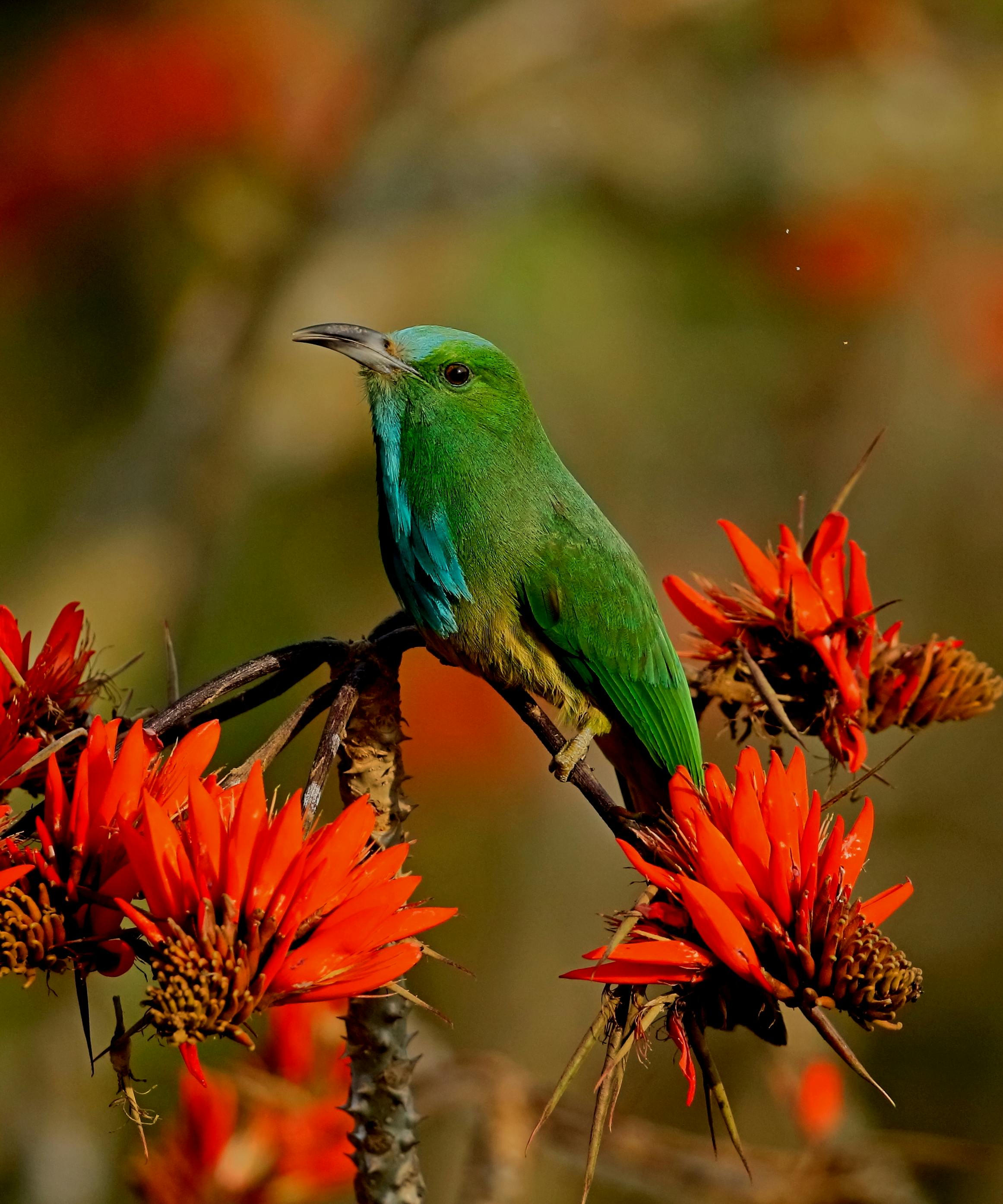 Birds And Flowers Photos, Download The BEST Free Birds And Flowers ...