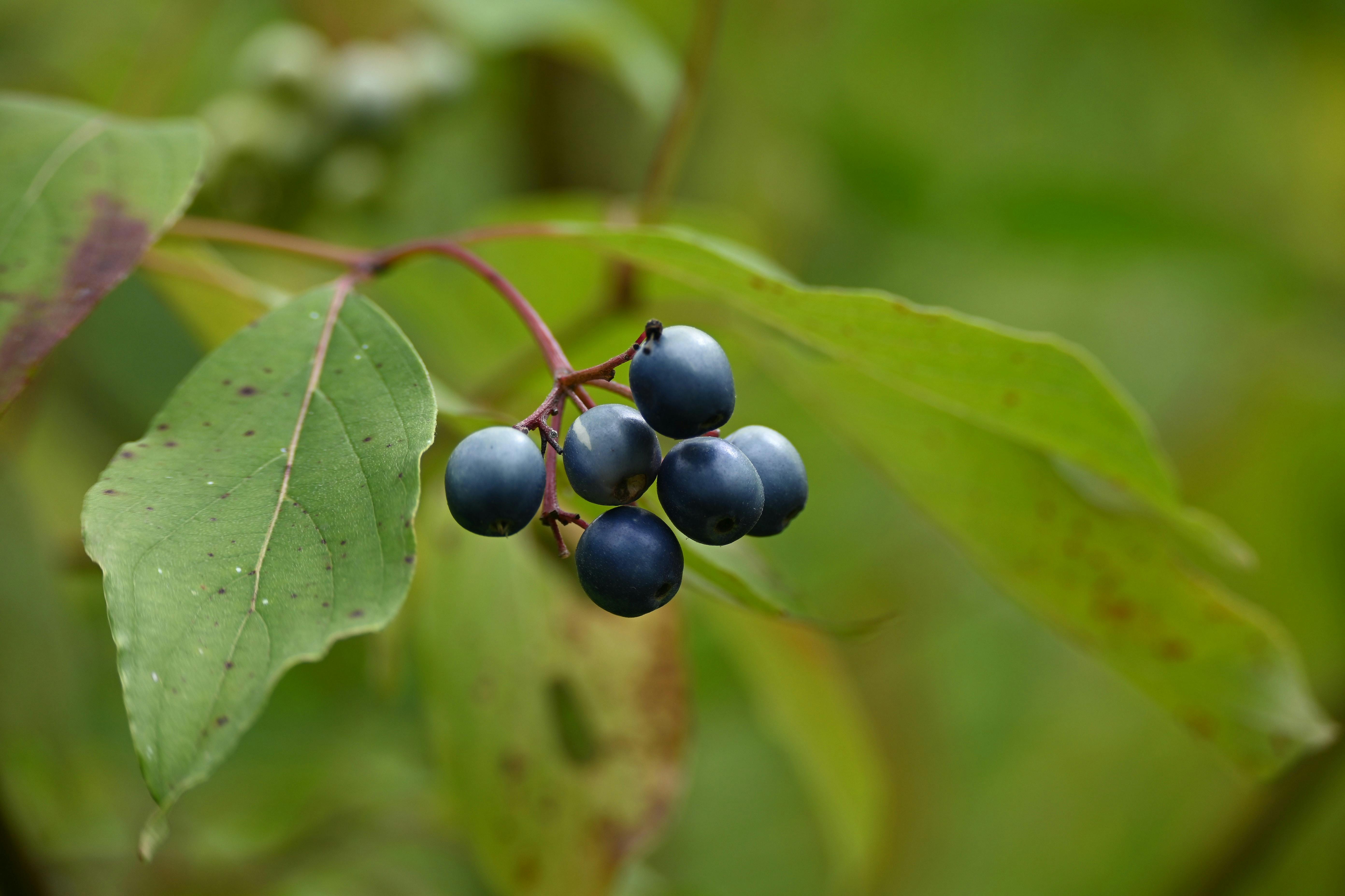 Black Round Fruits on Green Leaf · Free Stock Photo