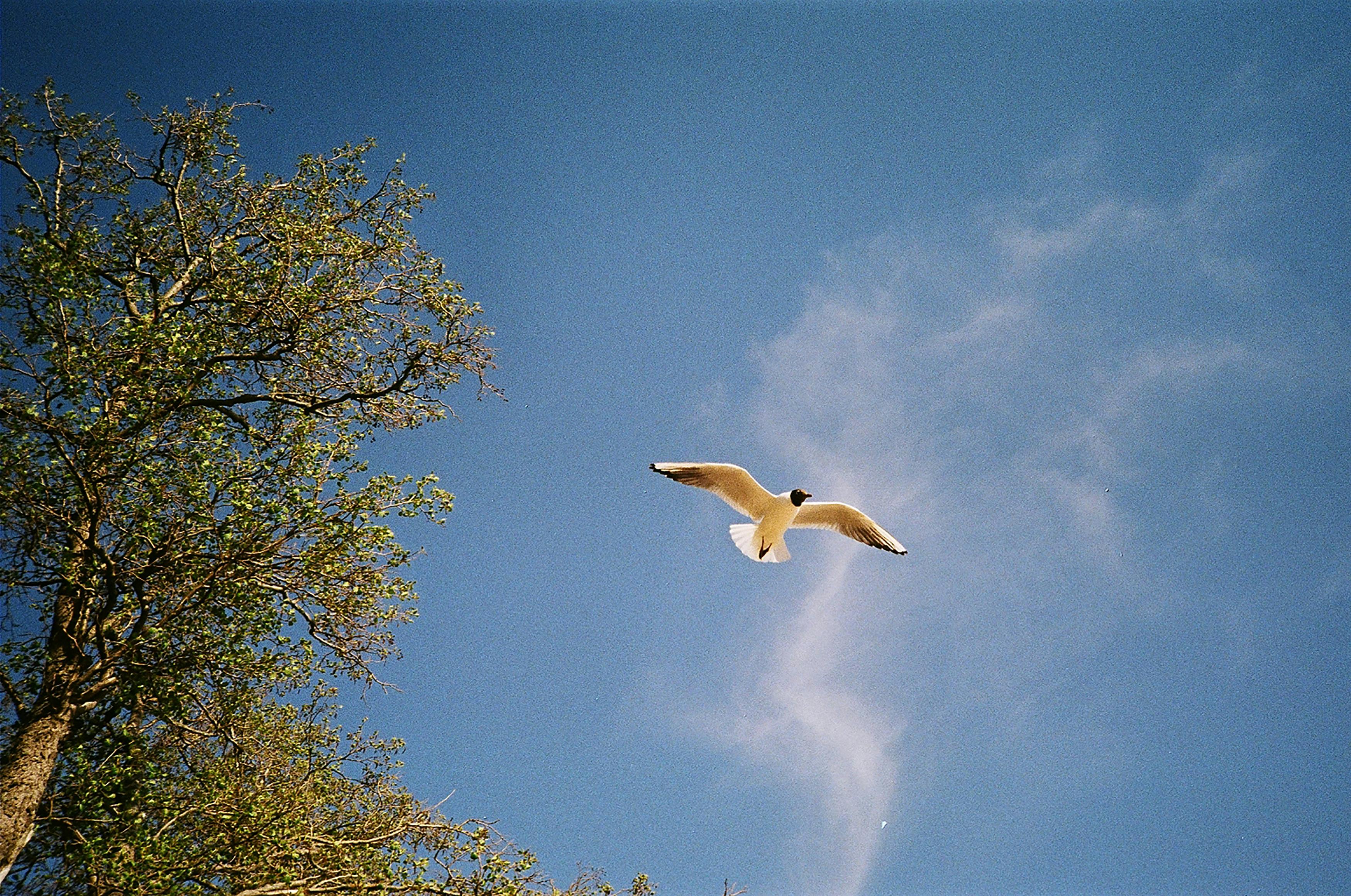 A Bird Flying Under the Blue Sky · Free Stock Photo